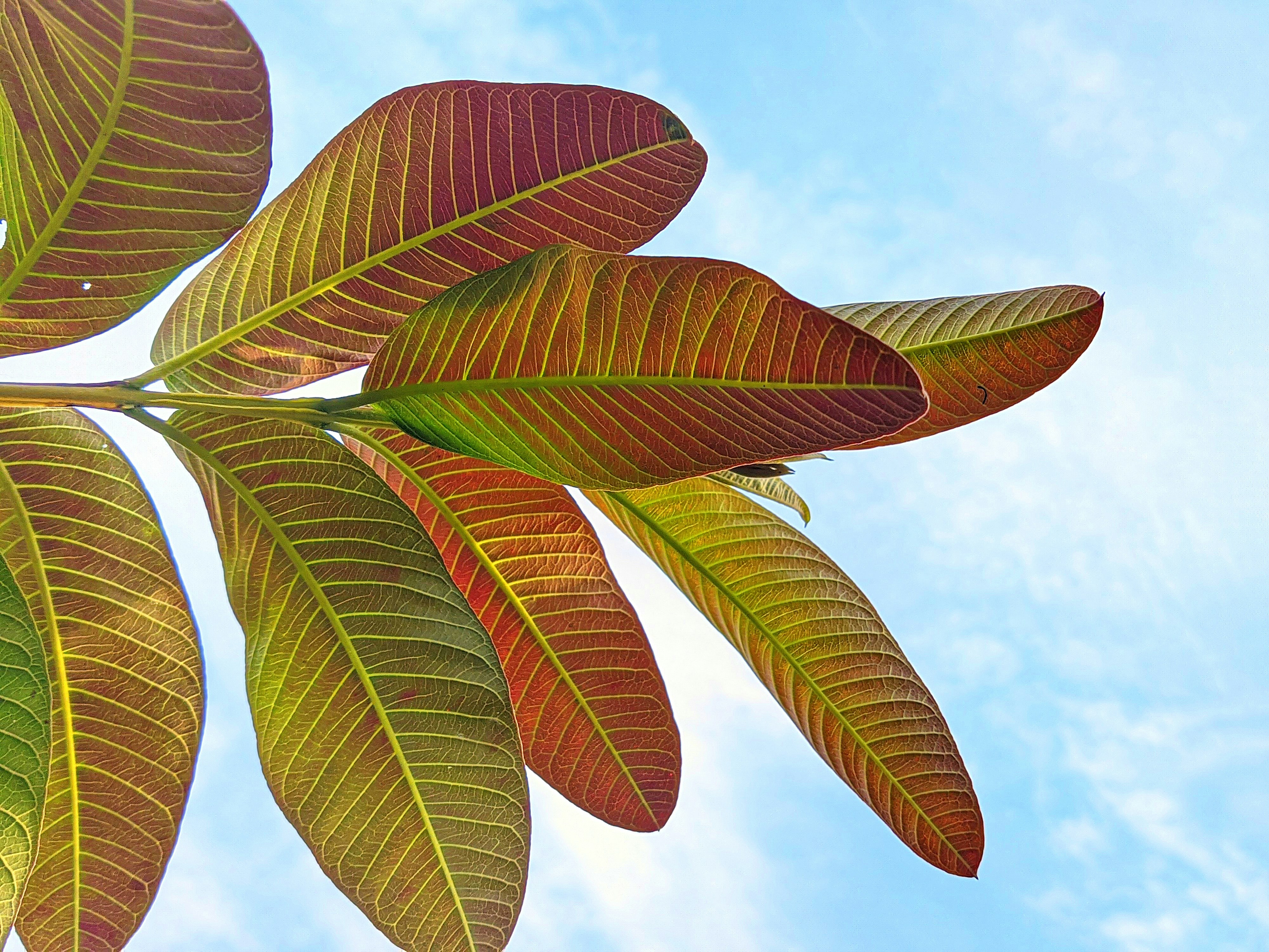 A close-up view of vibrant leaves captured from below against a bright blue sky. The sunlight softly highlights the rich gradients of red, green, and yellow, revealing the delicate veins and natural texture of each leaf. A calm, refreshing perspective from nature.