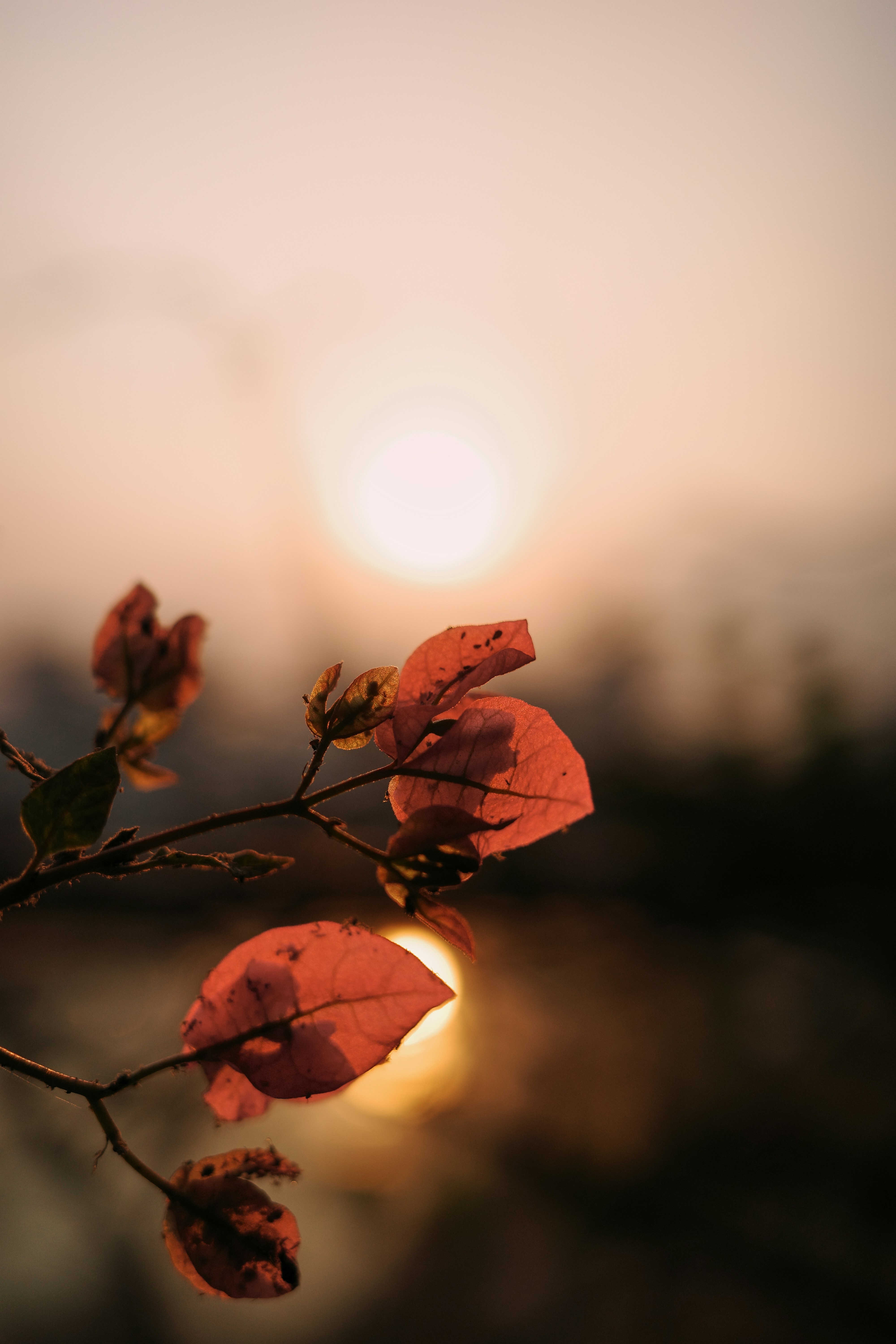Warm Sunset Light on Bougainvillea Leaves