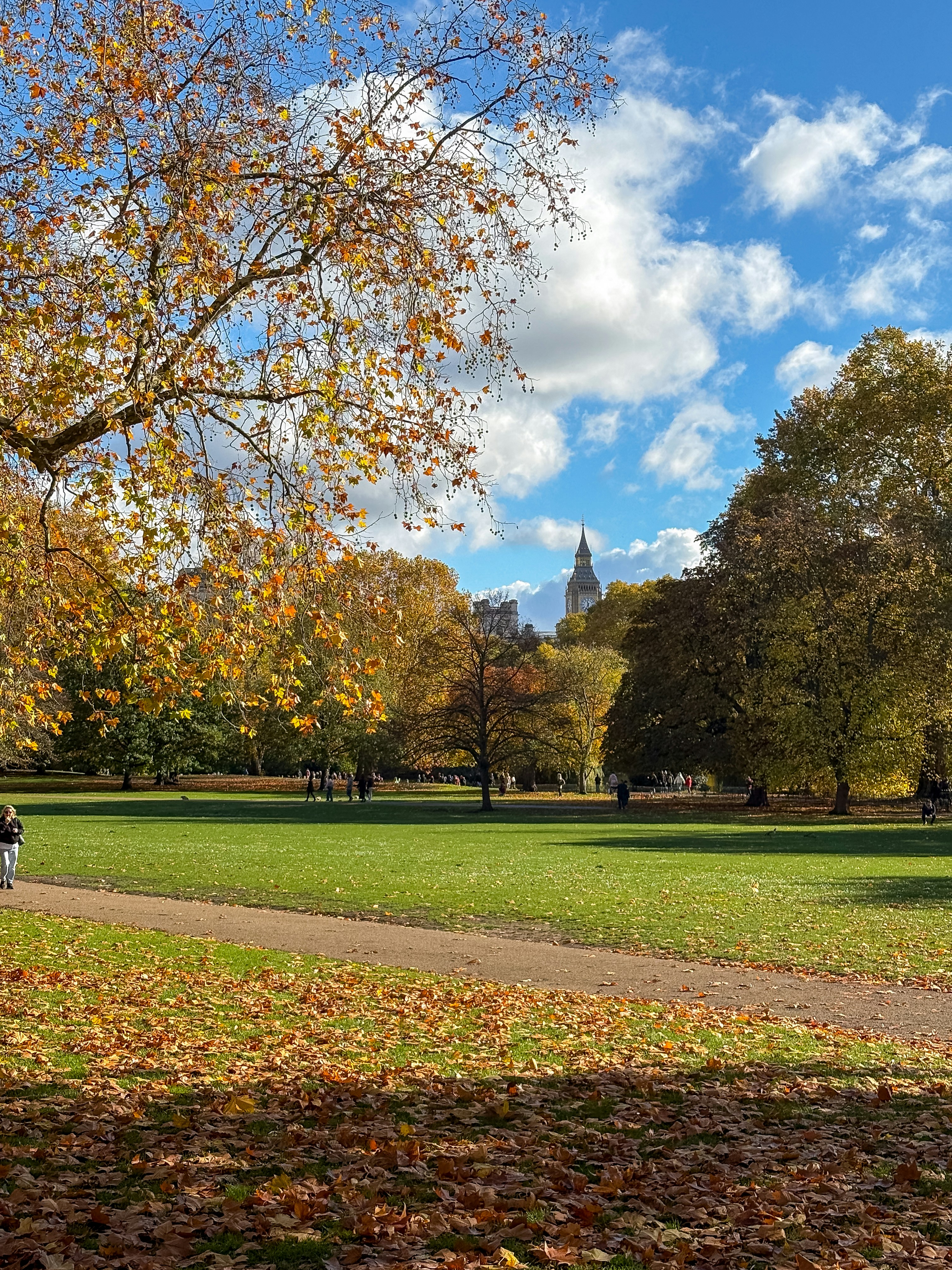 Autumn Avenue: Sunshine Through Golden Canopies