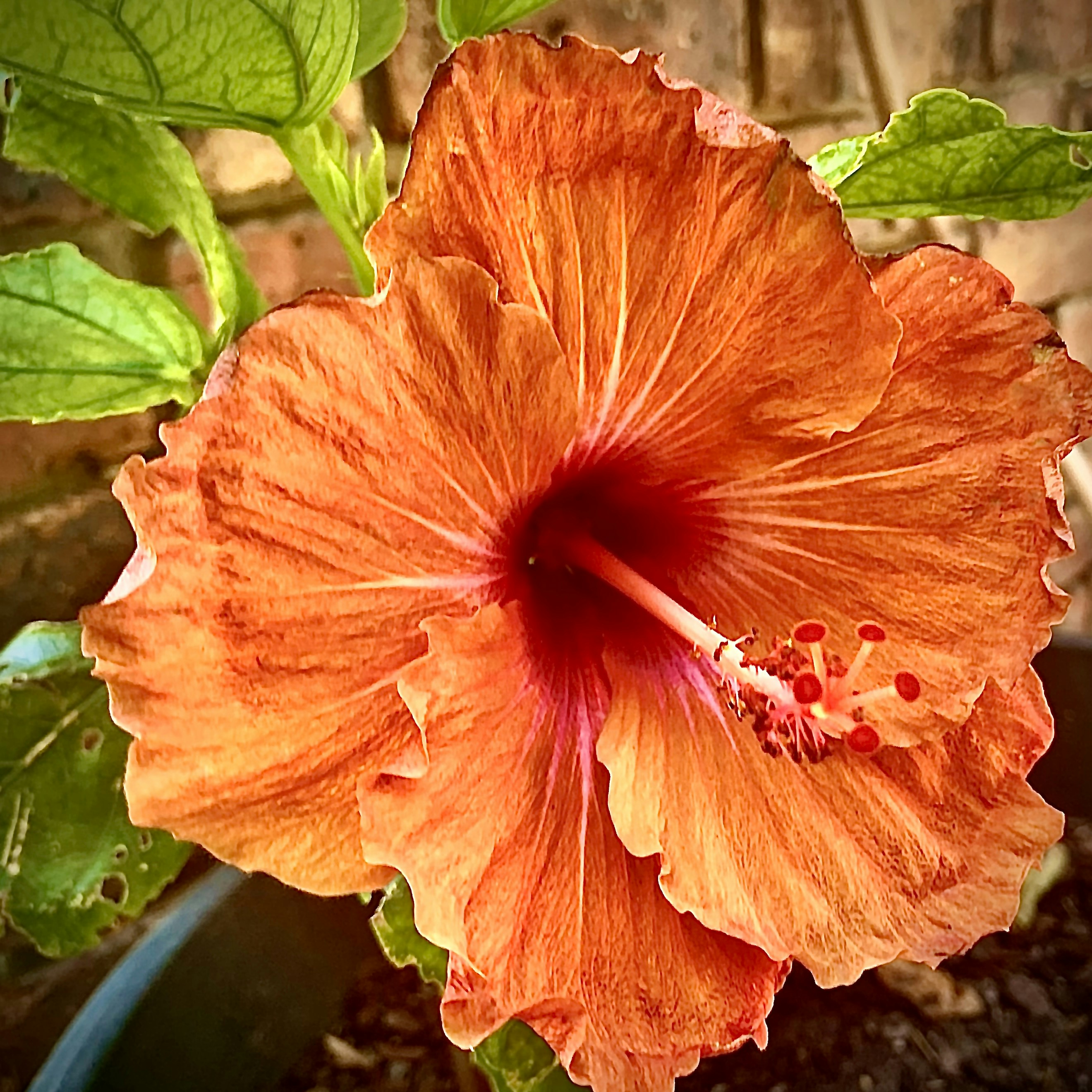 Photo by fred tromp with Apple iPhone XS