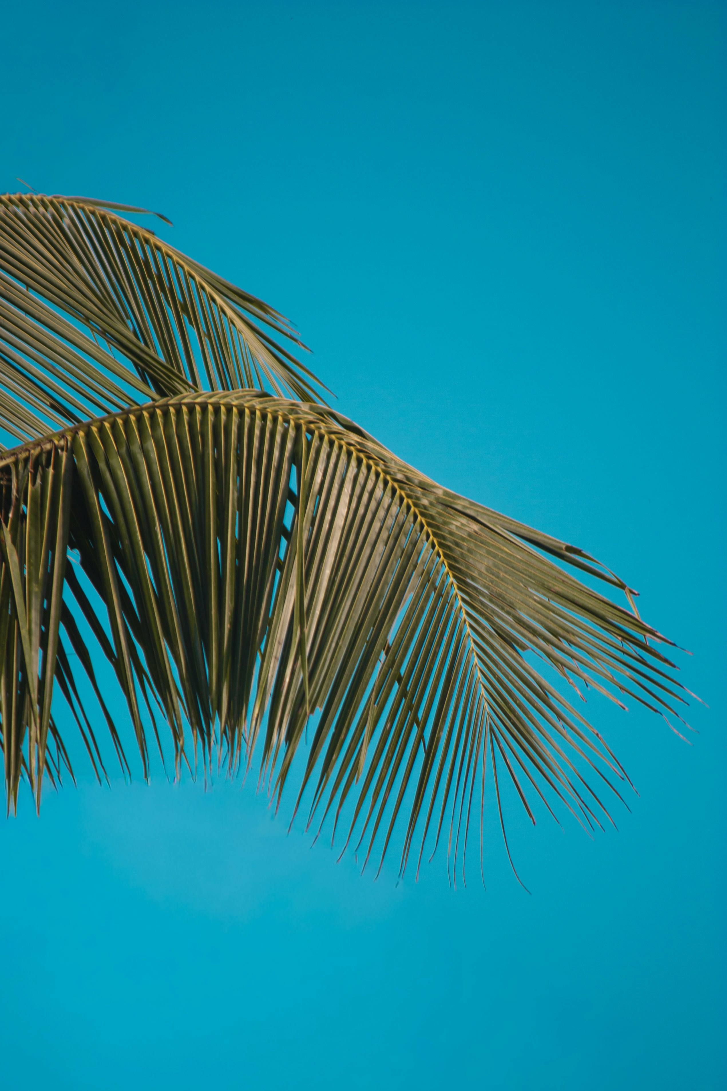 Palm Fronds Echo the Sky