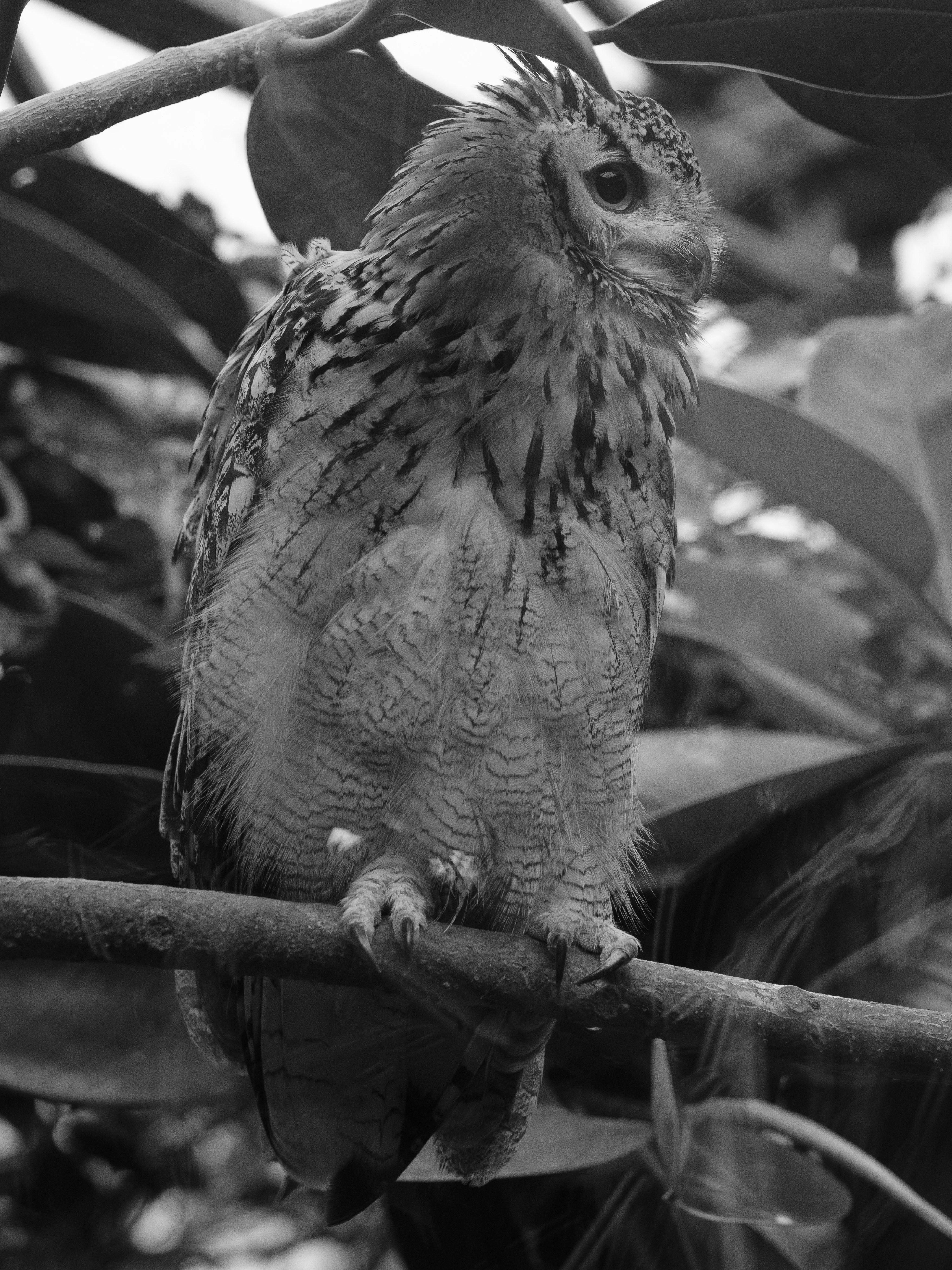 Perched Owl in Monochrome Twilight