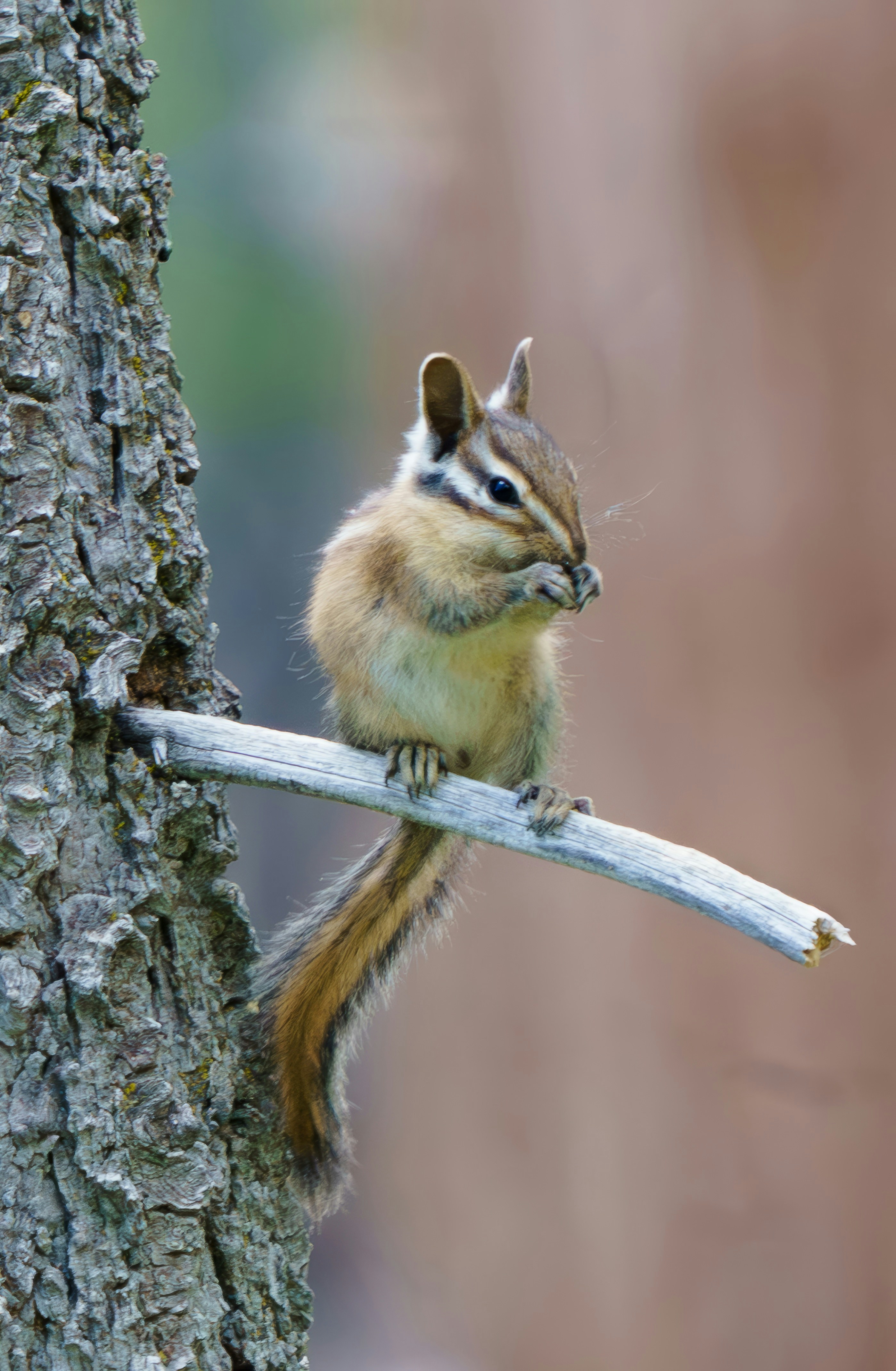 Photo by wallace Henry with Sony Alpha 7 III