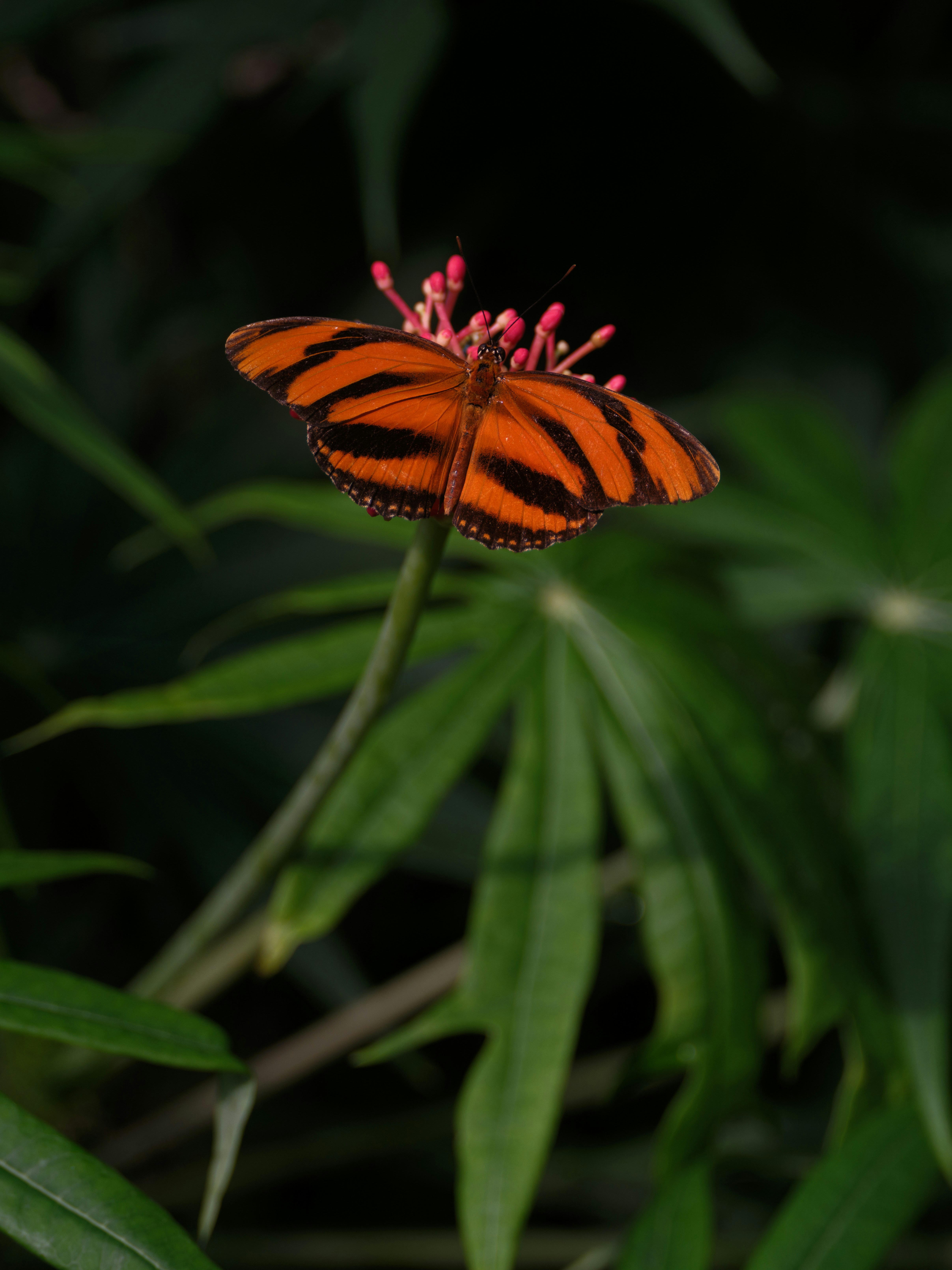 Amber Stripes on a Quiet Bloom