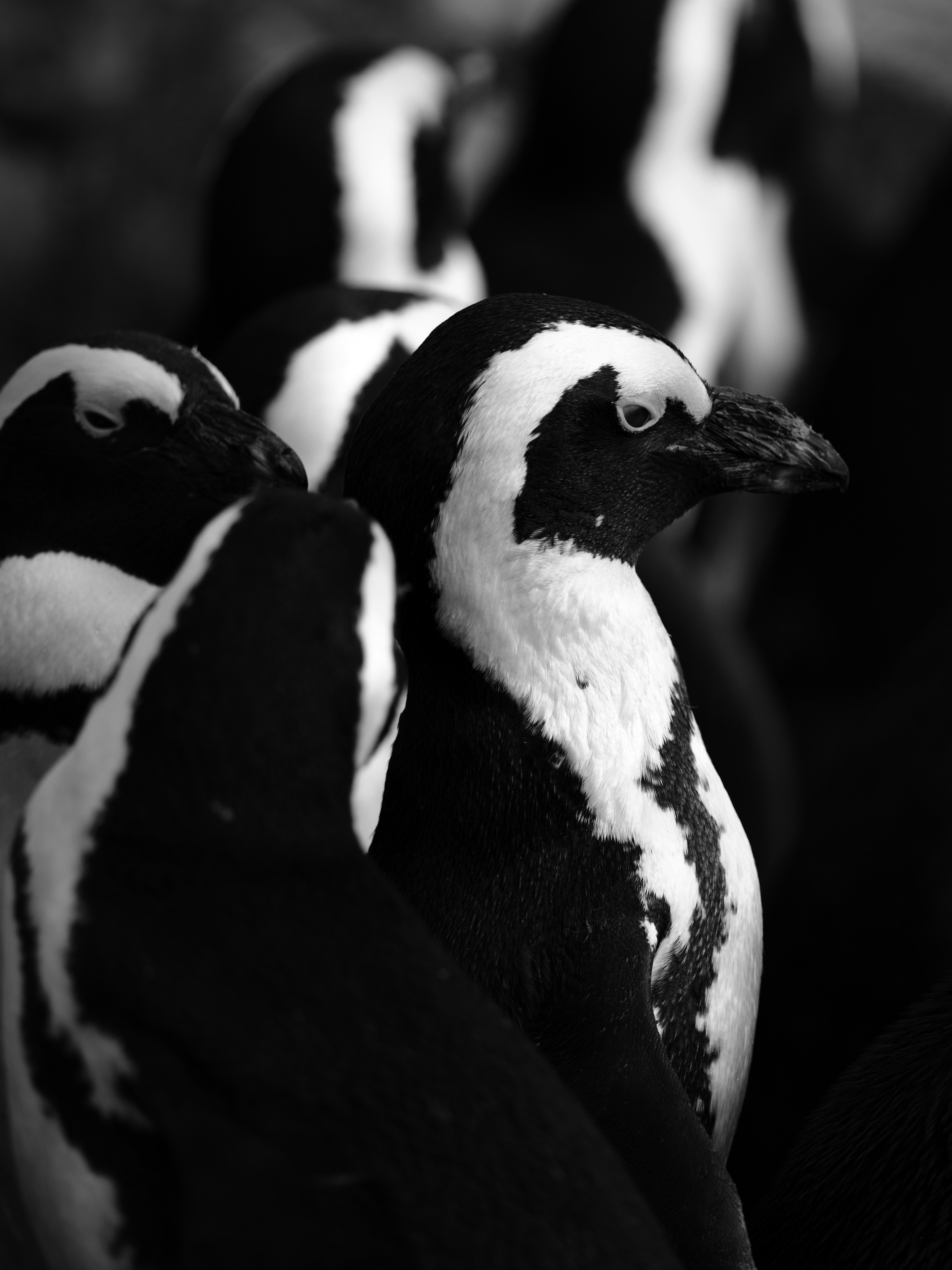 Group of Penguins
