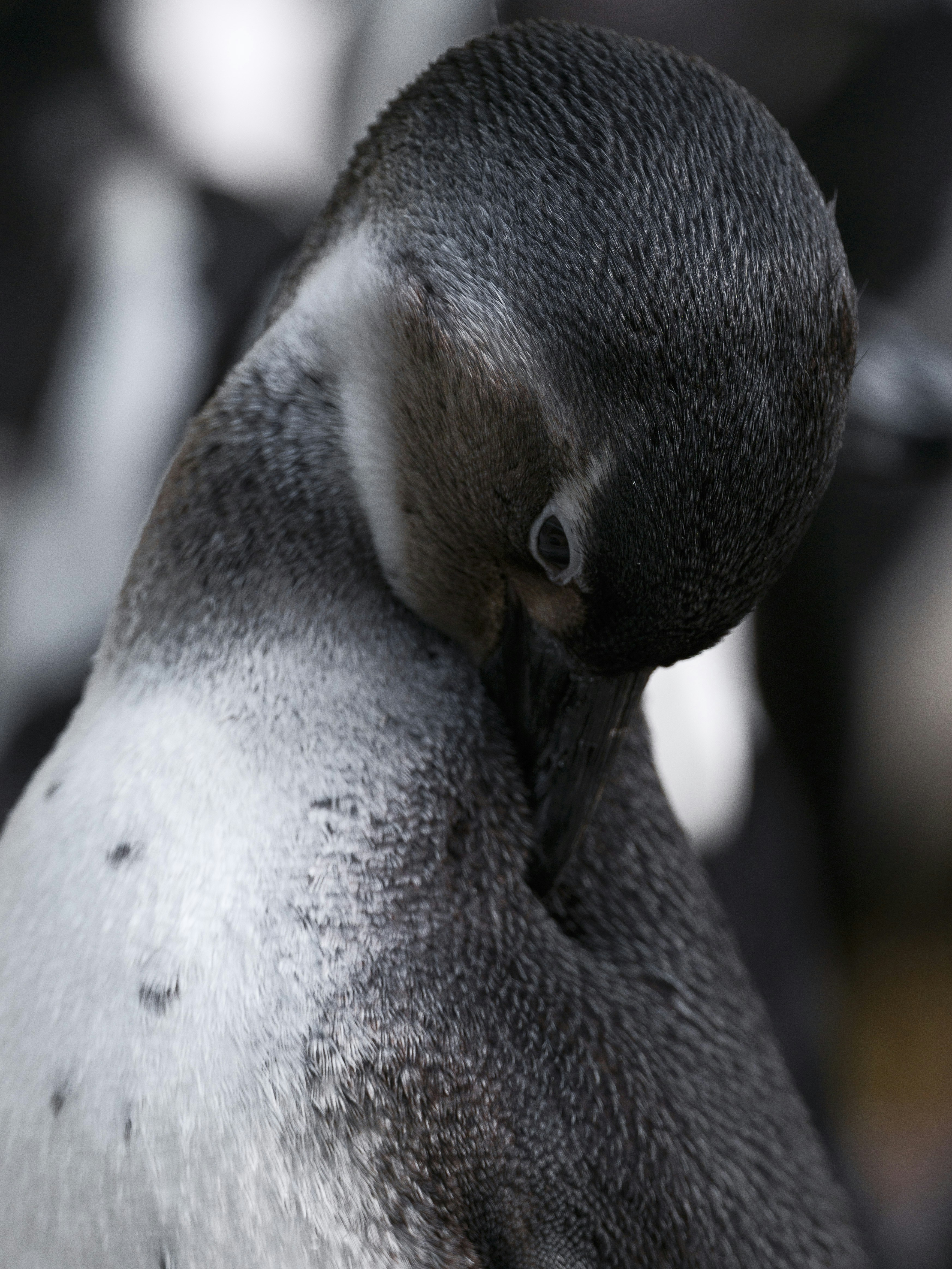 A penguin preening its feathers with its beak. photo – Free Animal ...