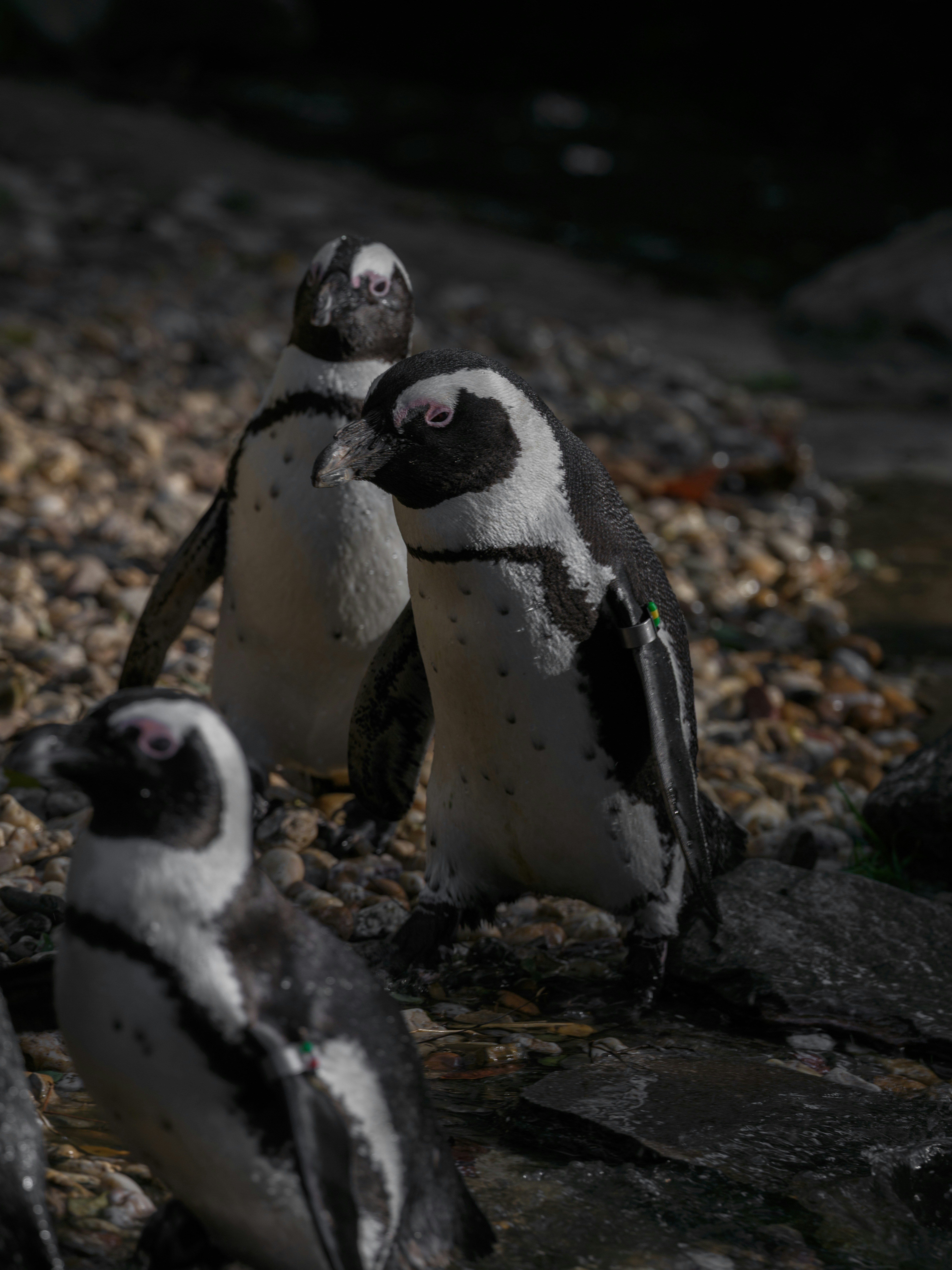 Group of Penguins
