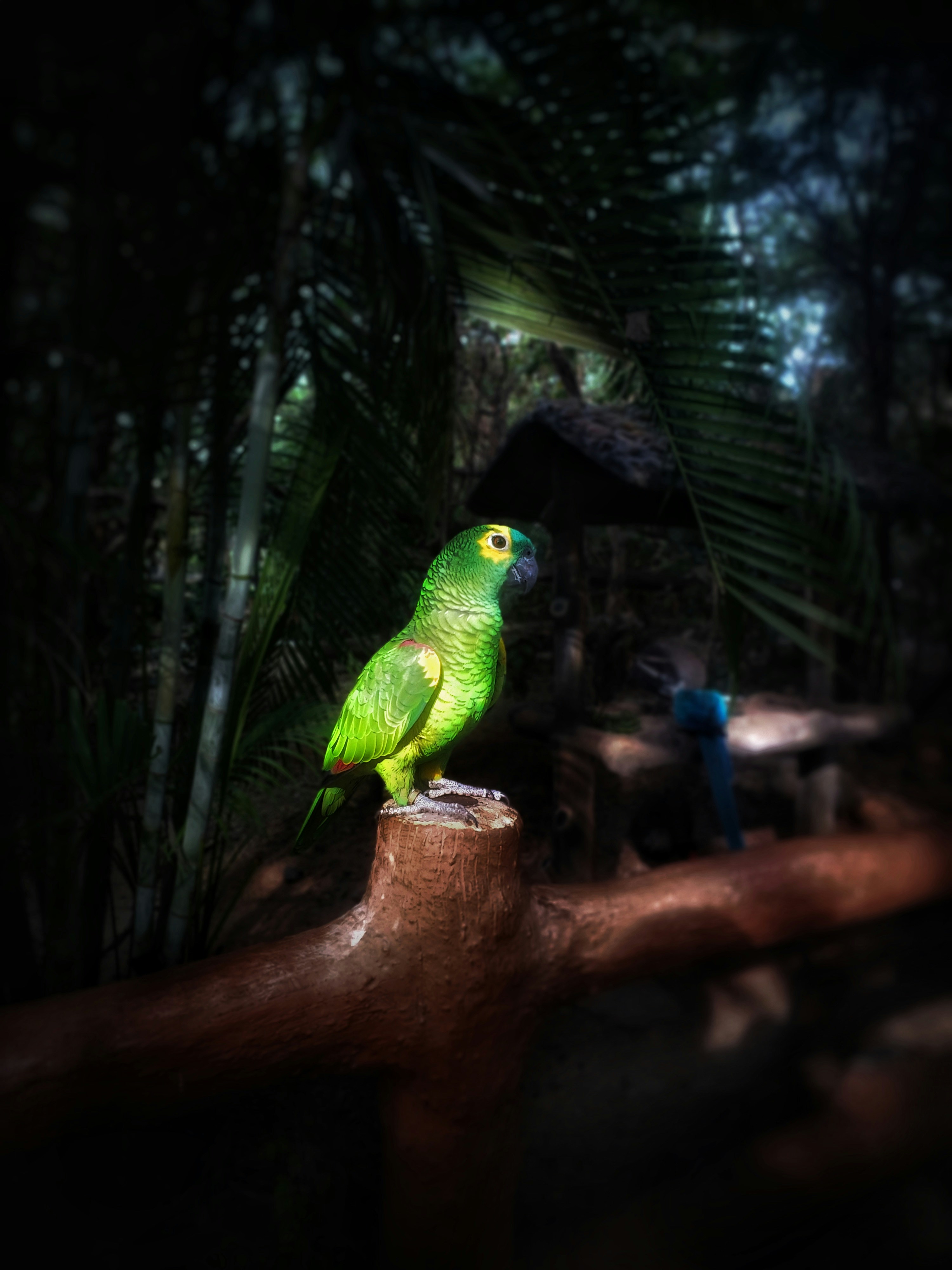A green parrot sits on a wooden perch.