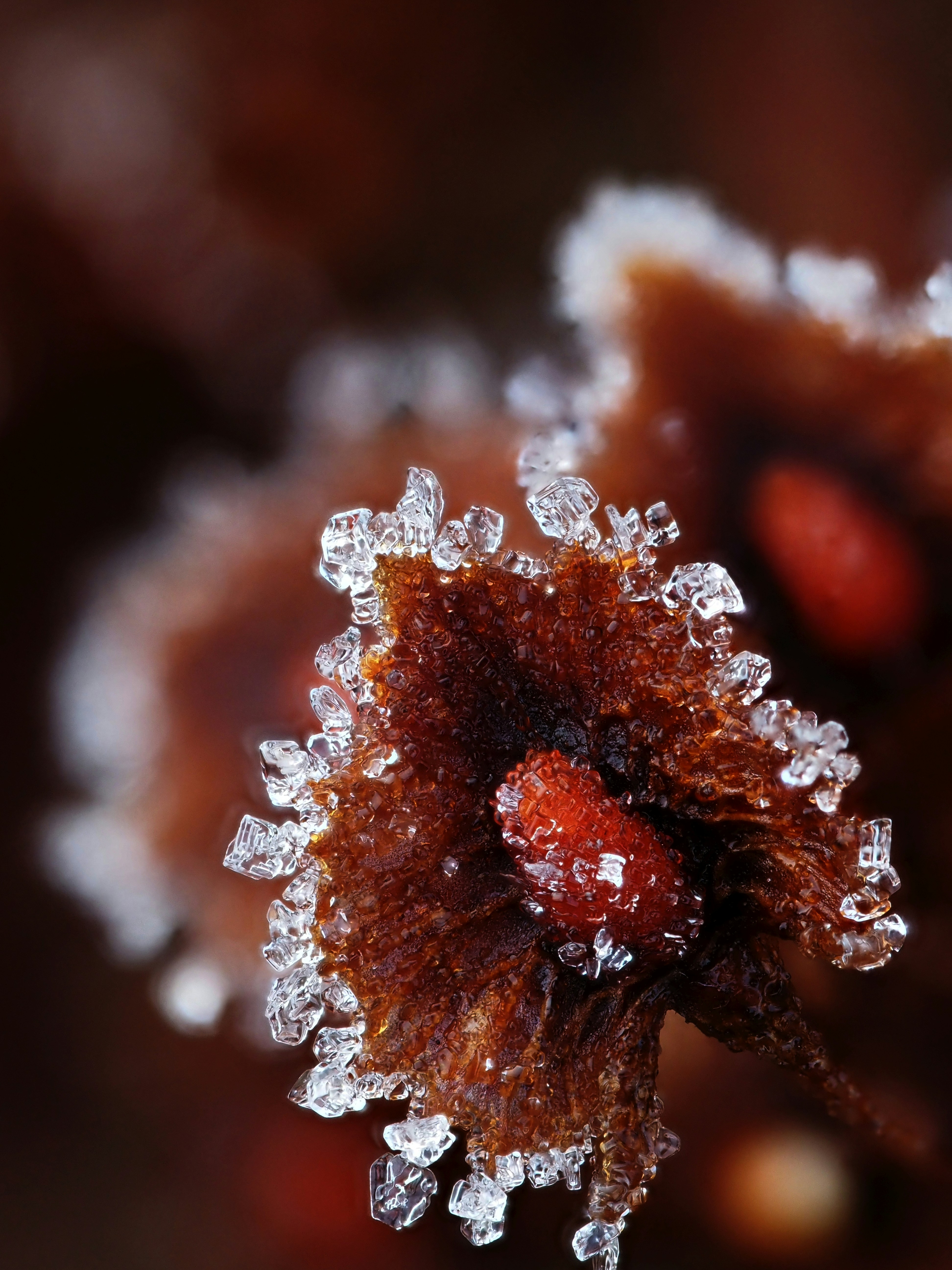 frost on autumn plants