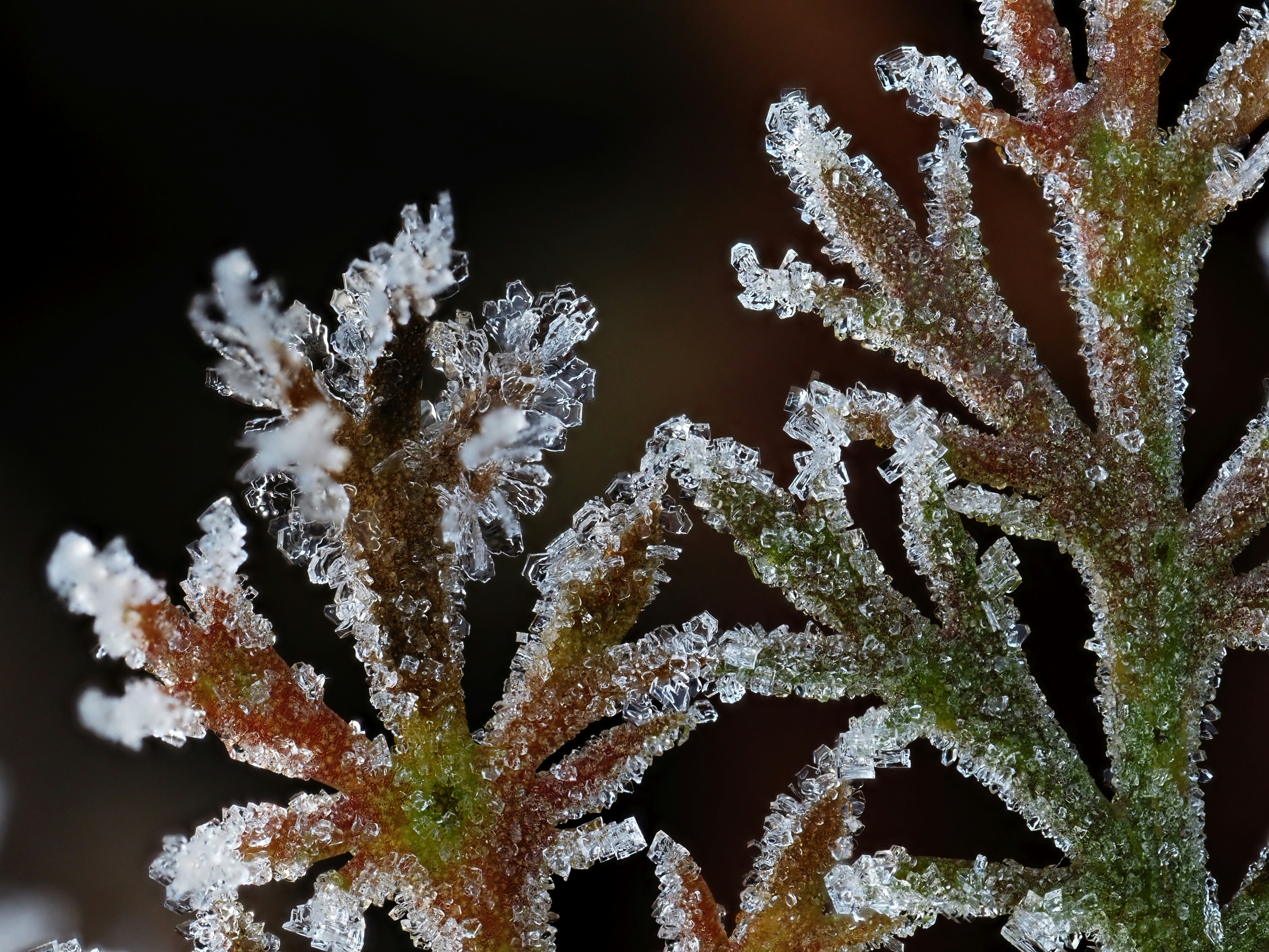 frost on autumn plants