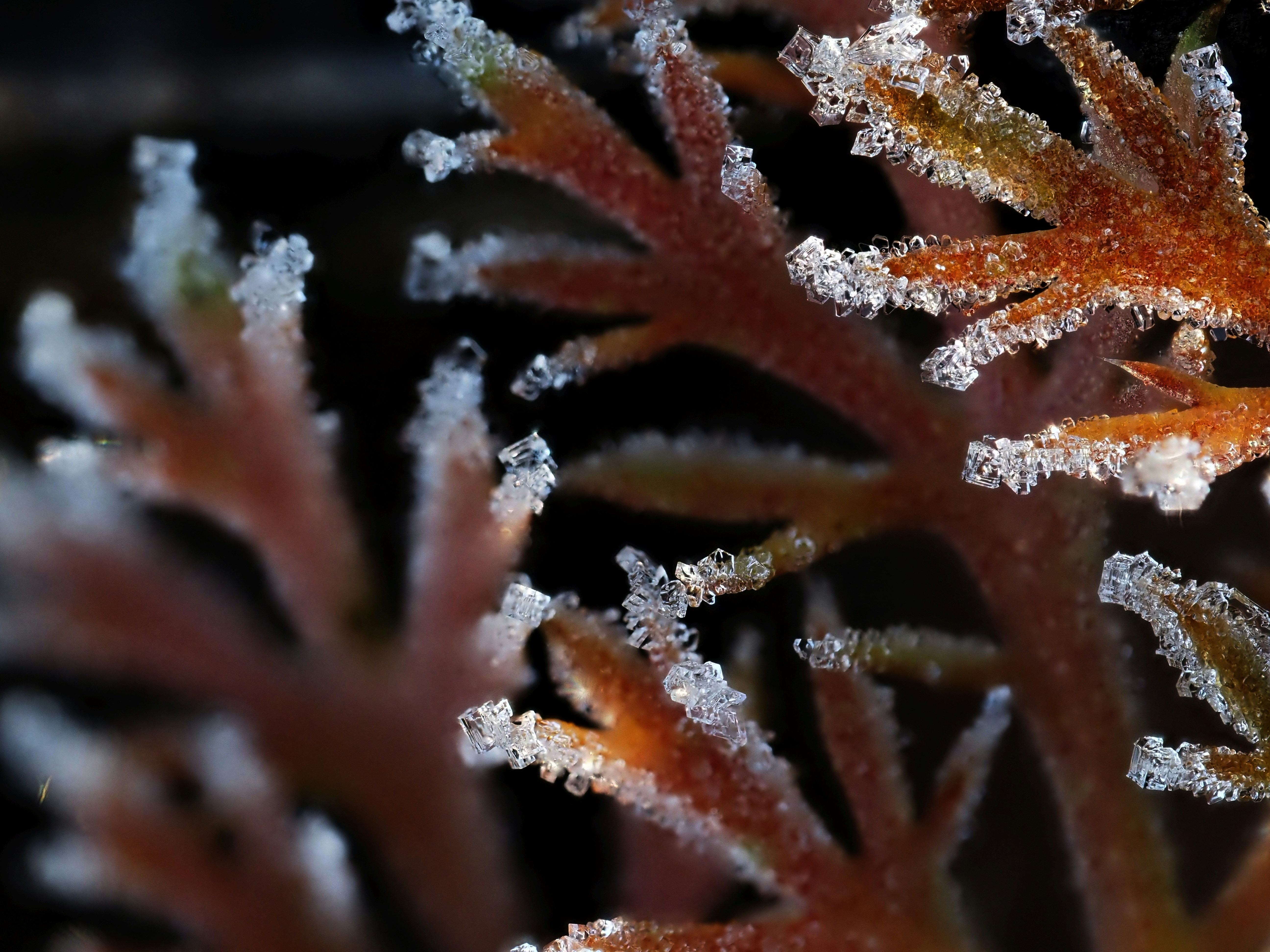 frost on autumn plants