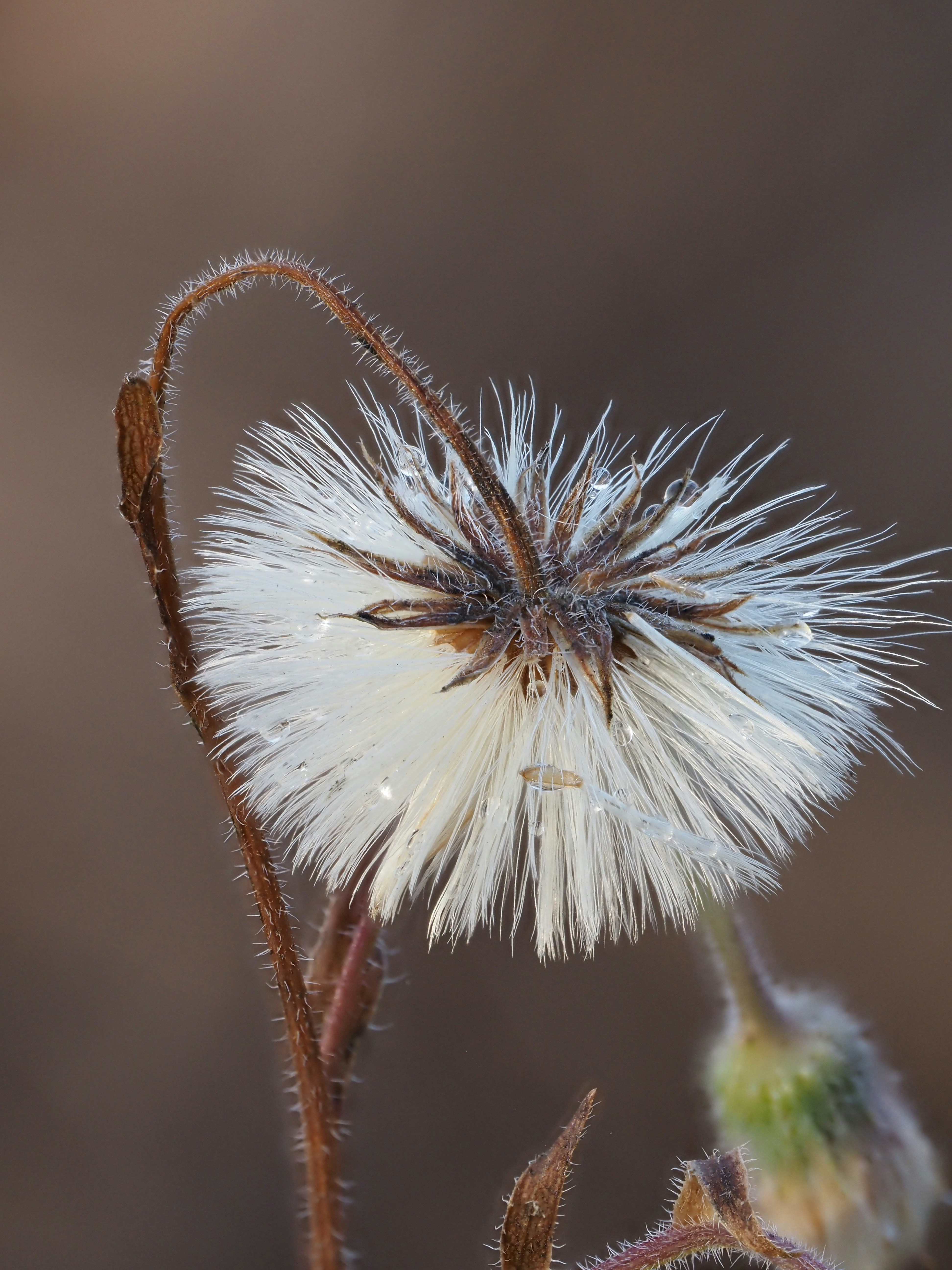 autumn plants in the sun