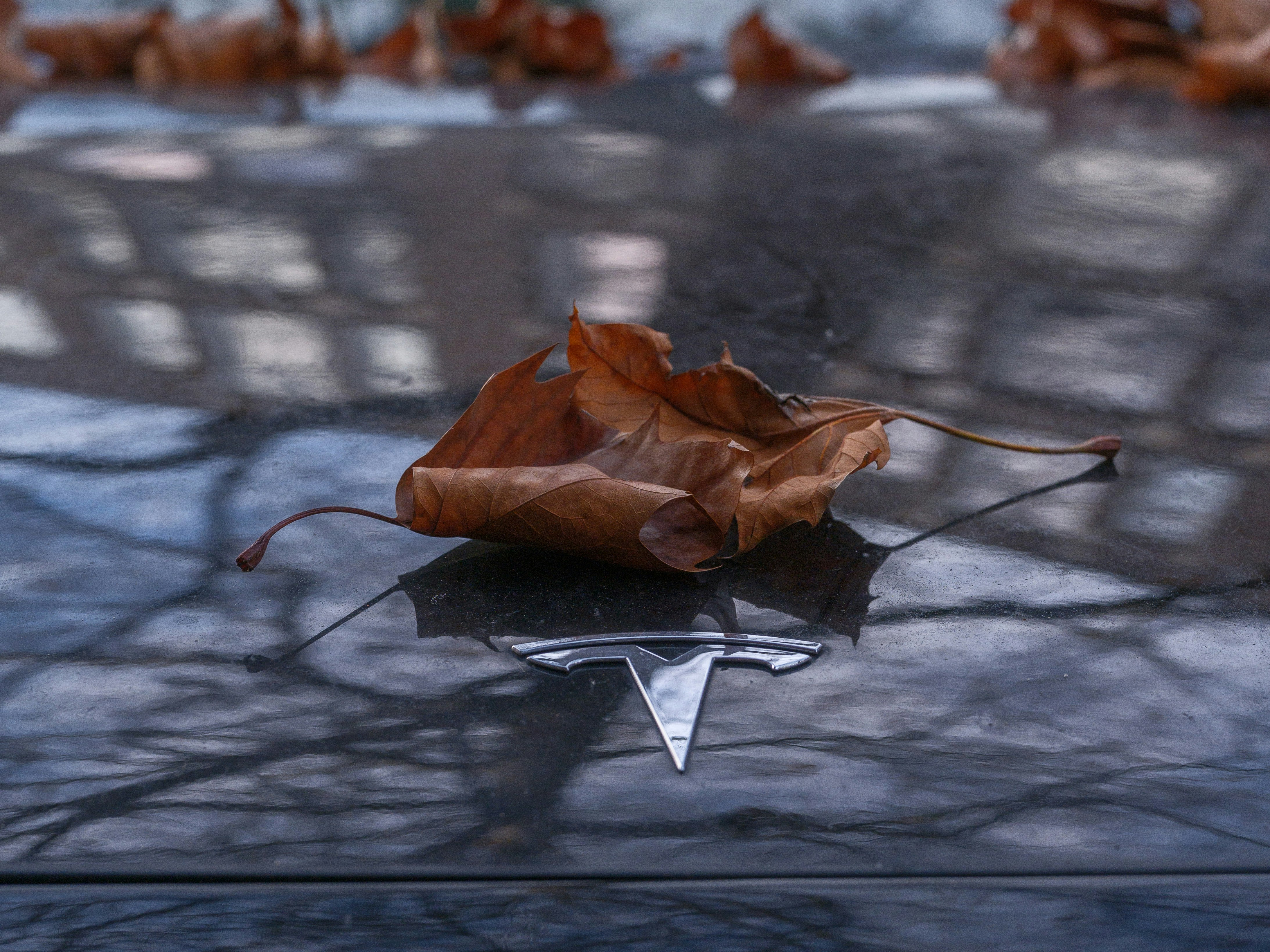 Leaf on the Tesla Emblem: Quiet Winter Reflections