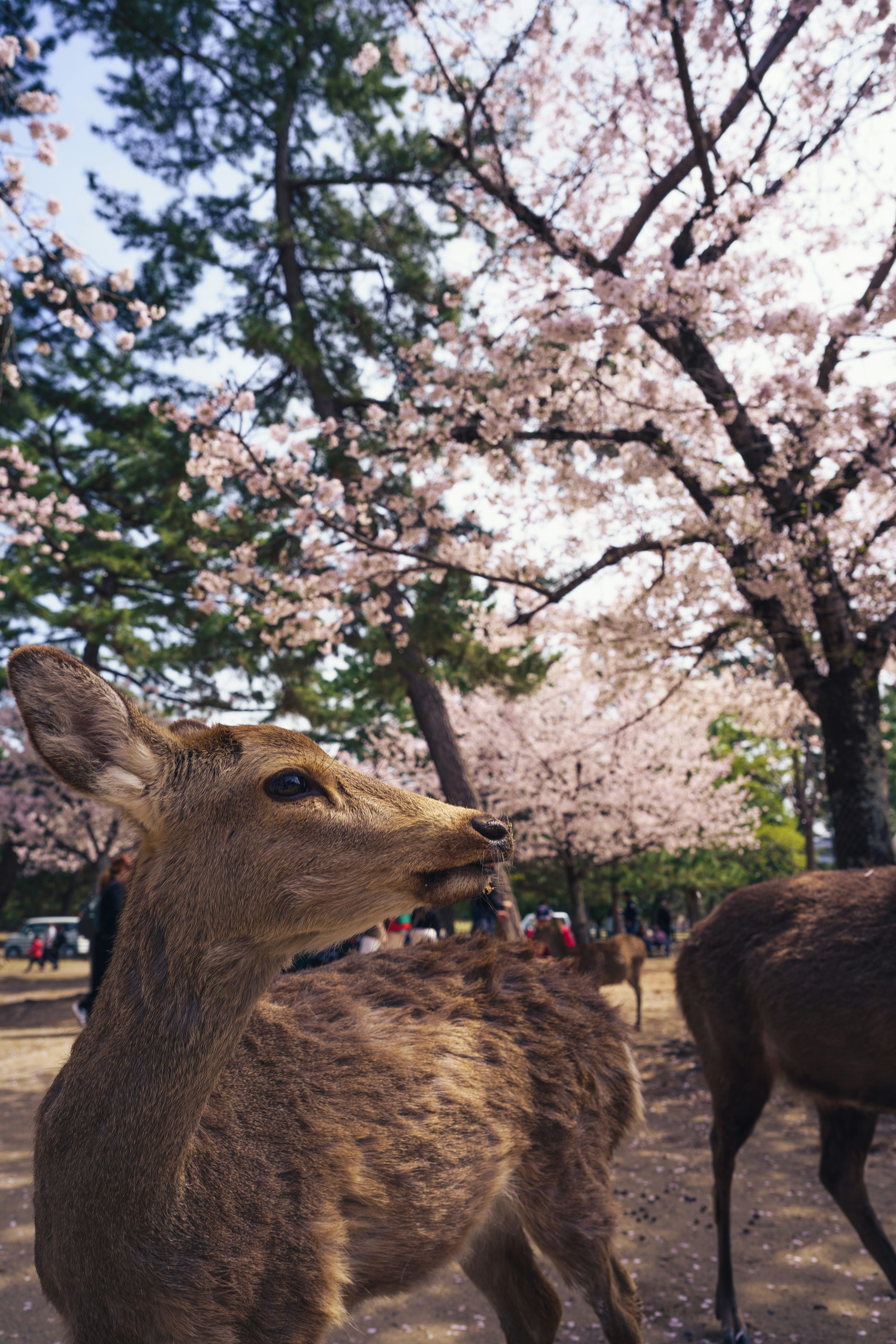 Deer in Cherry Bloom At Dusk