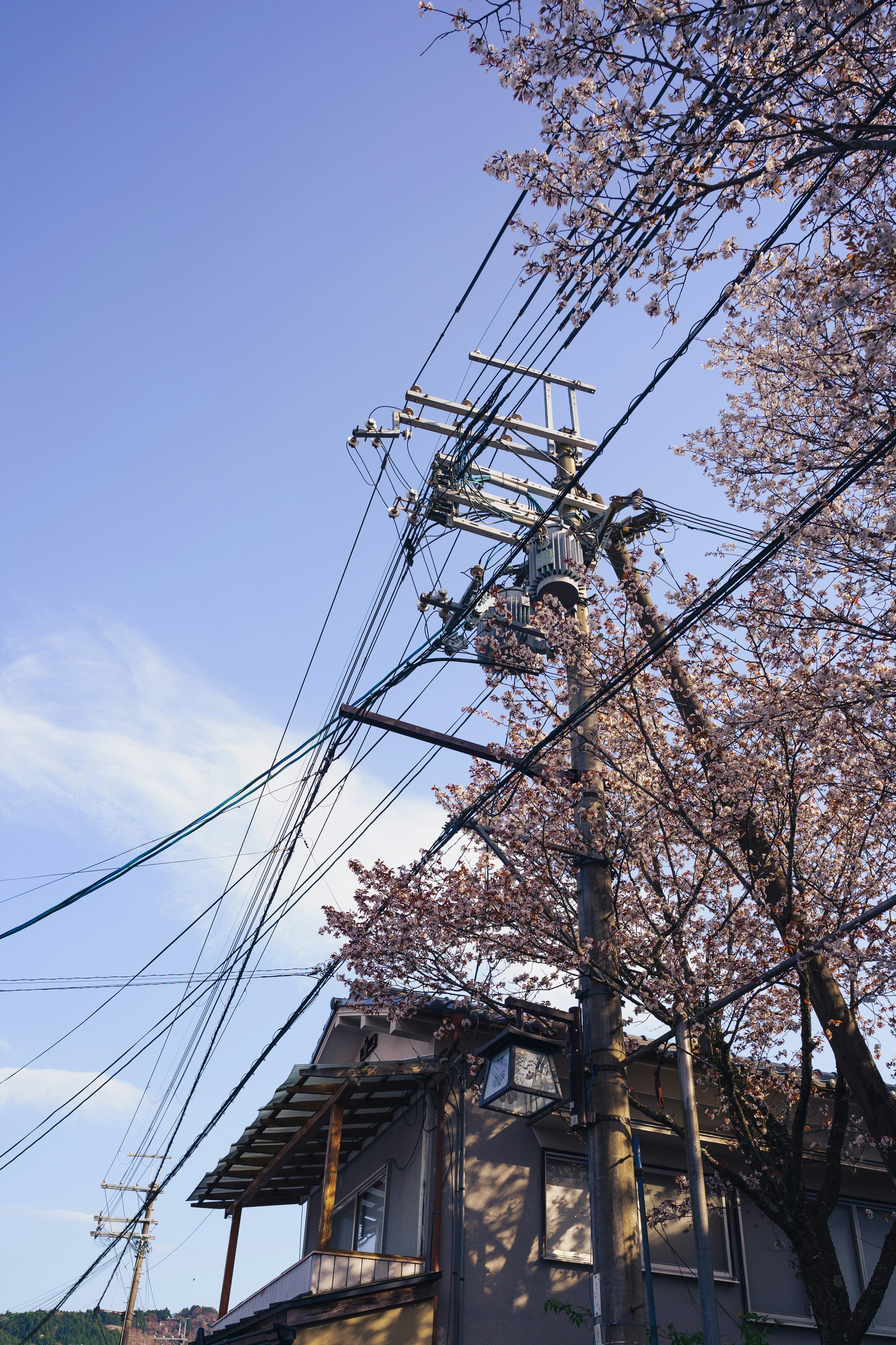 Powder-blue Sky Meets Electric Webs: A Japanese Street in Bloom