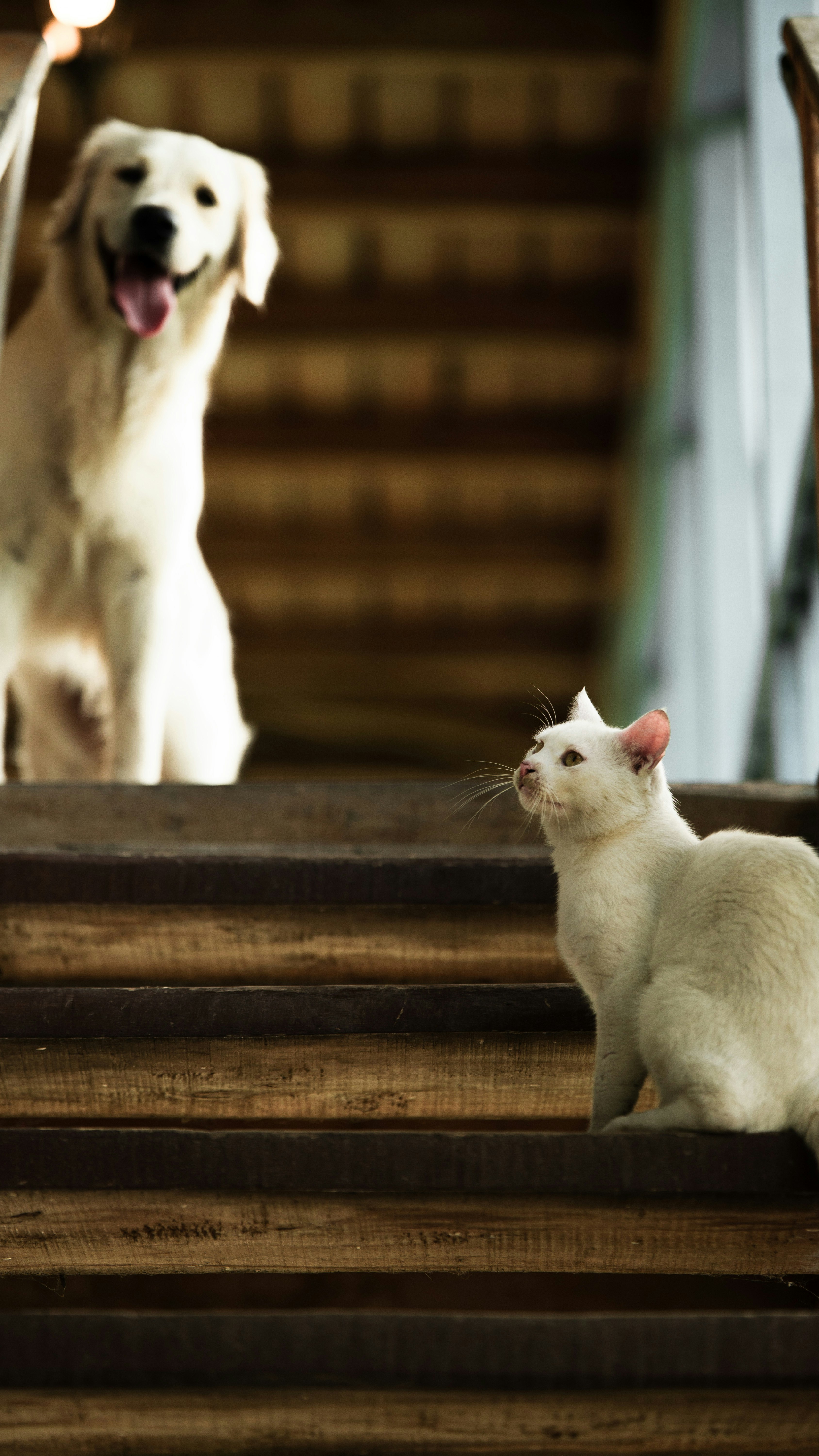Stairway Spotlight: A Dog and a Curious Cat Meet on Wooden Steps