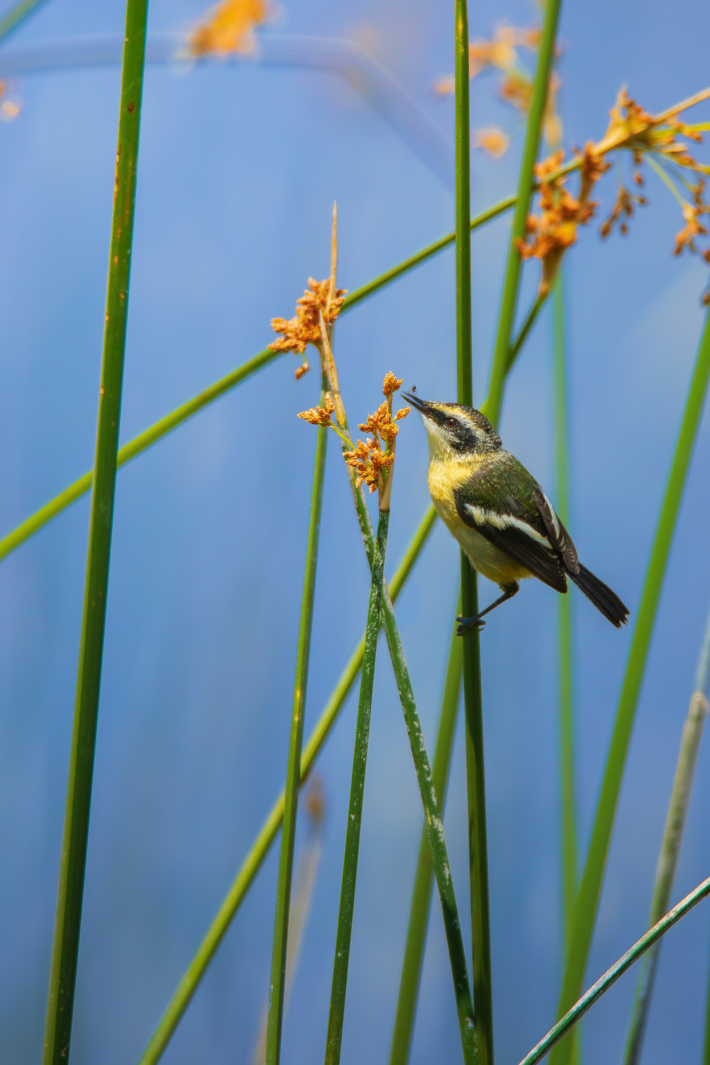 Perched in Golden Dunes: A Small Songbird Among Reeds