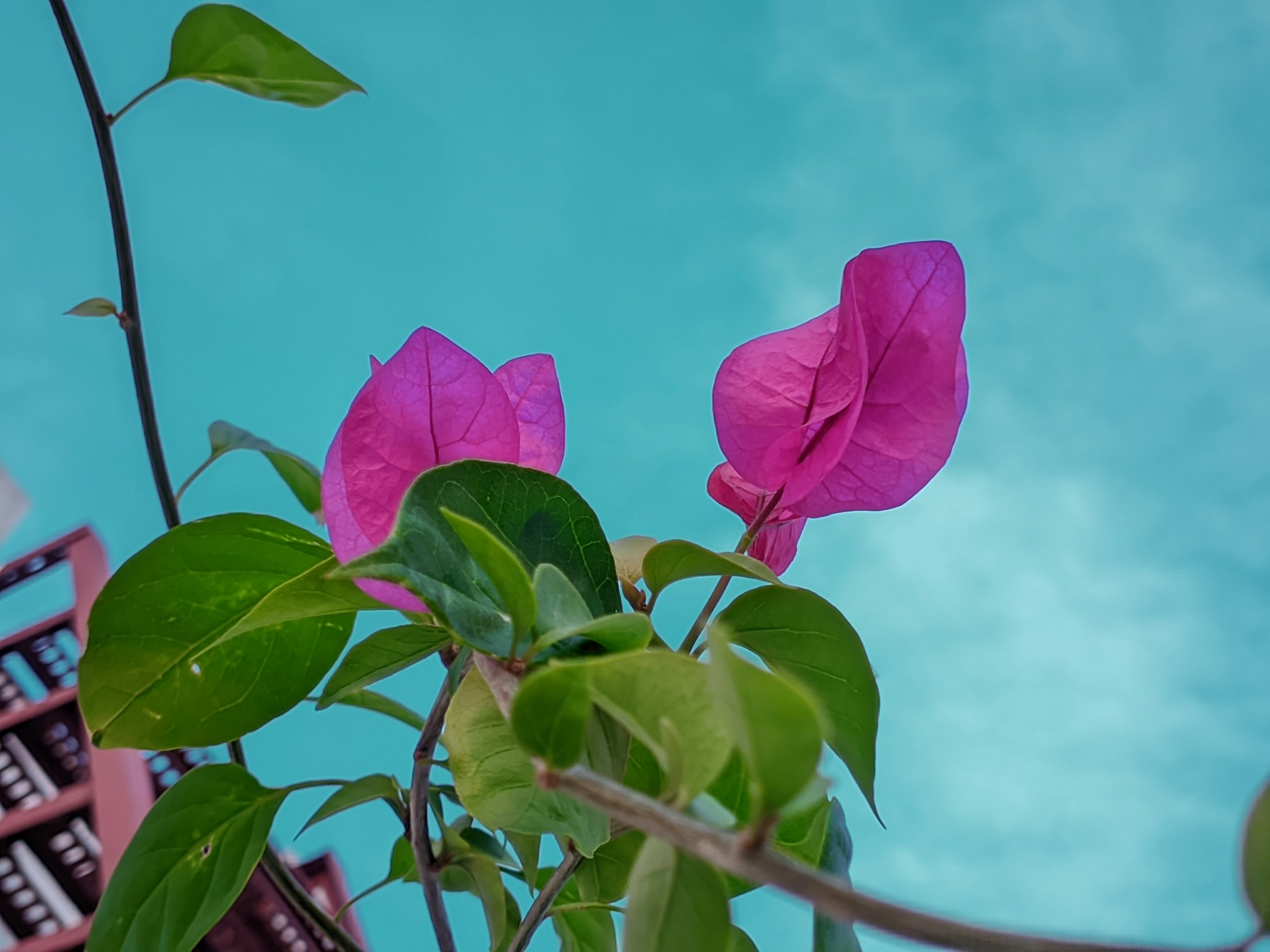 Pink bougainvillea flowers bloom against a bright blue sky.