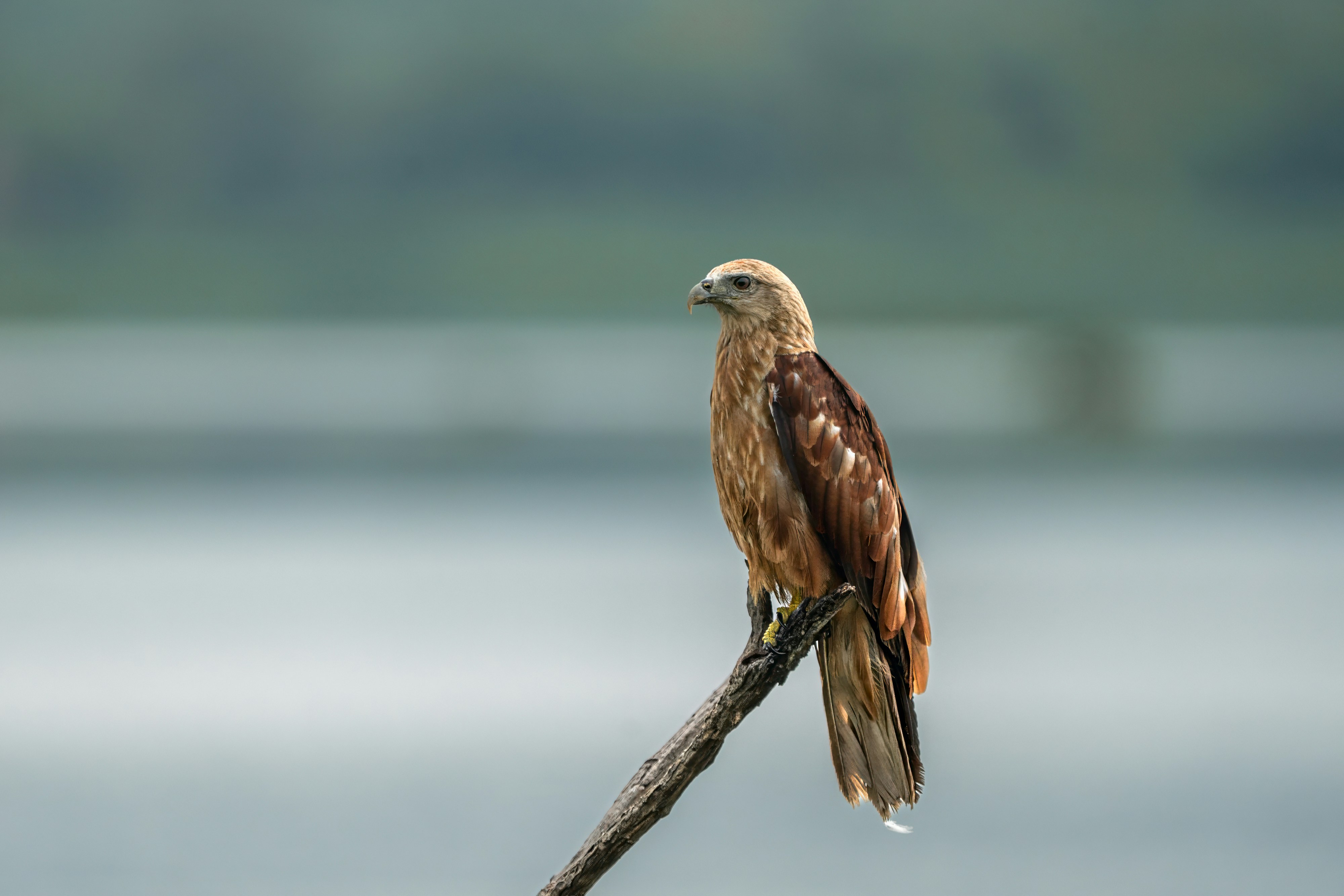 Photo by Roshan Ravi with Sony Alpha 7 IV