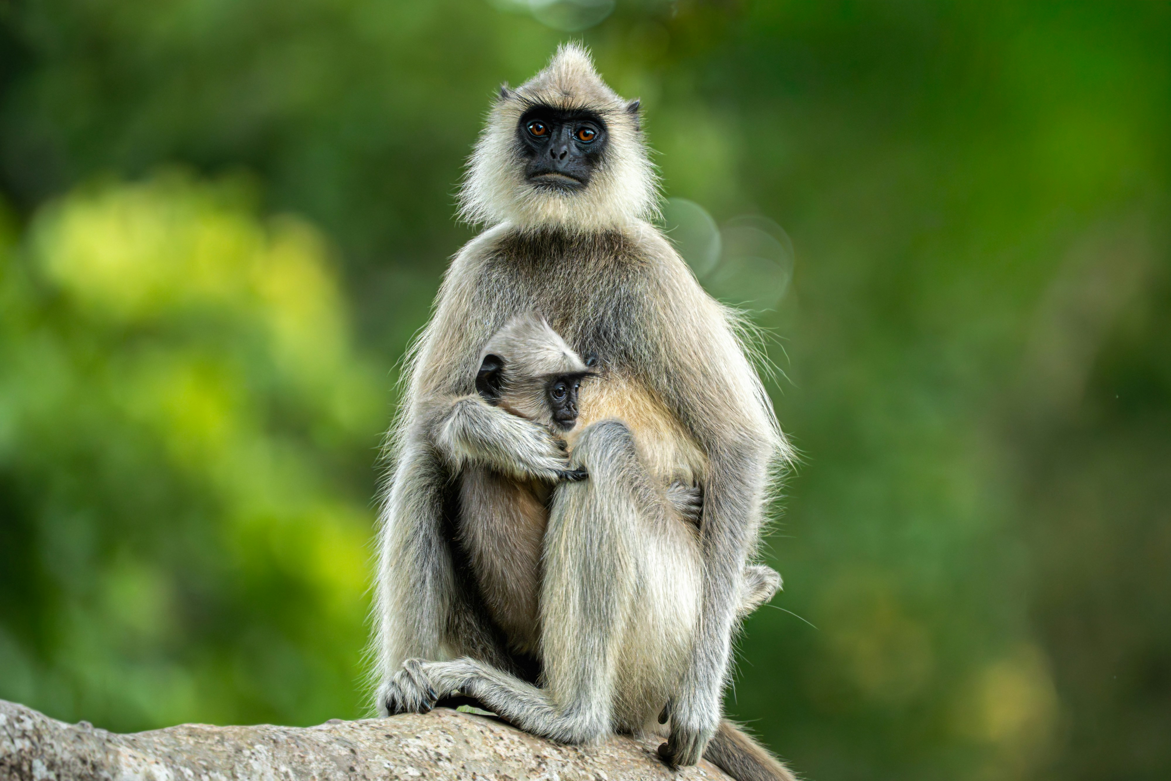 Photo by Roshan Ravi with Sony Alpha 7 IV