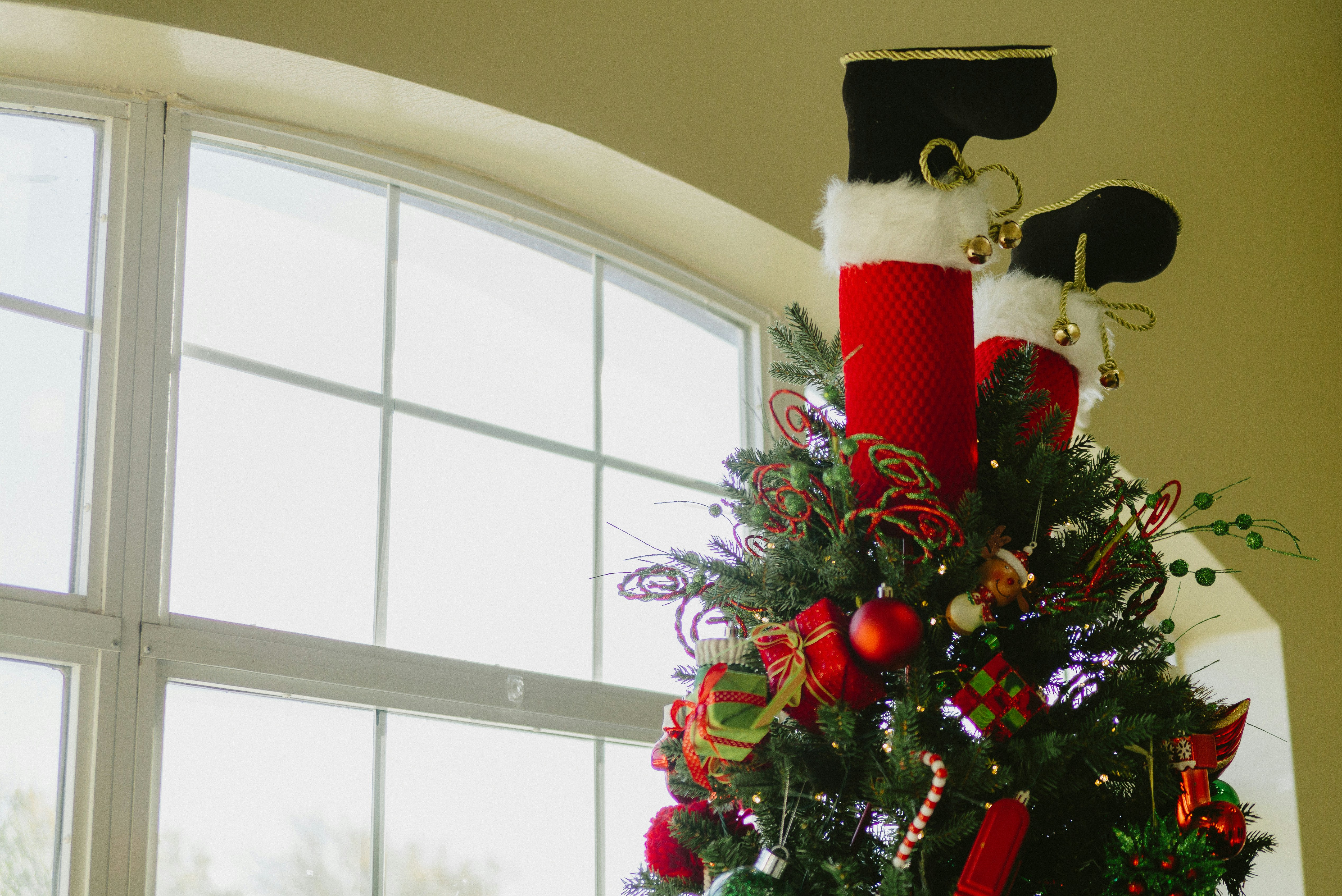 Festive Peak: A Christmas Tree Reaches for the Window Light