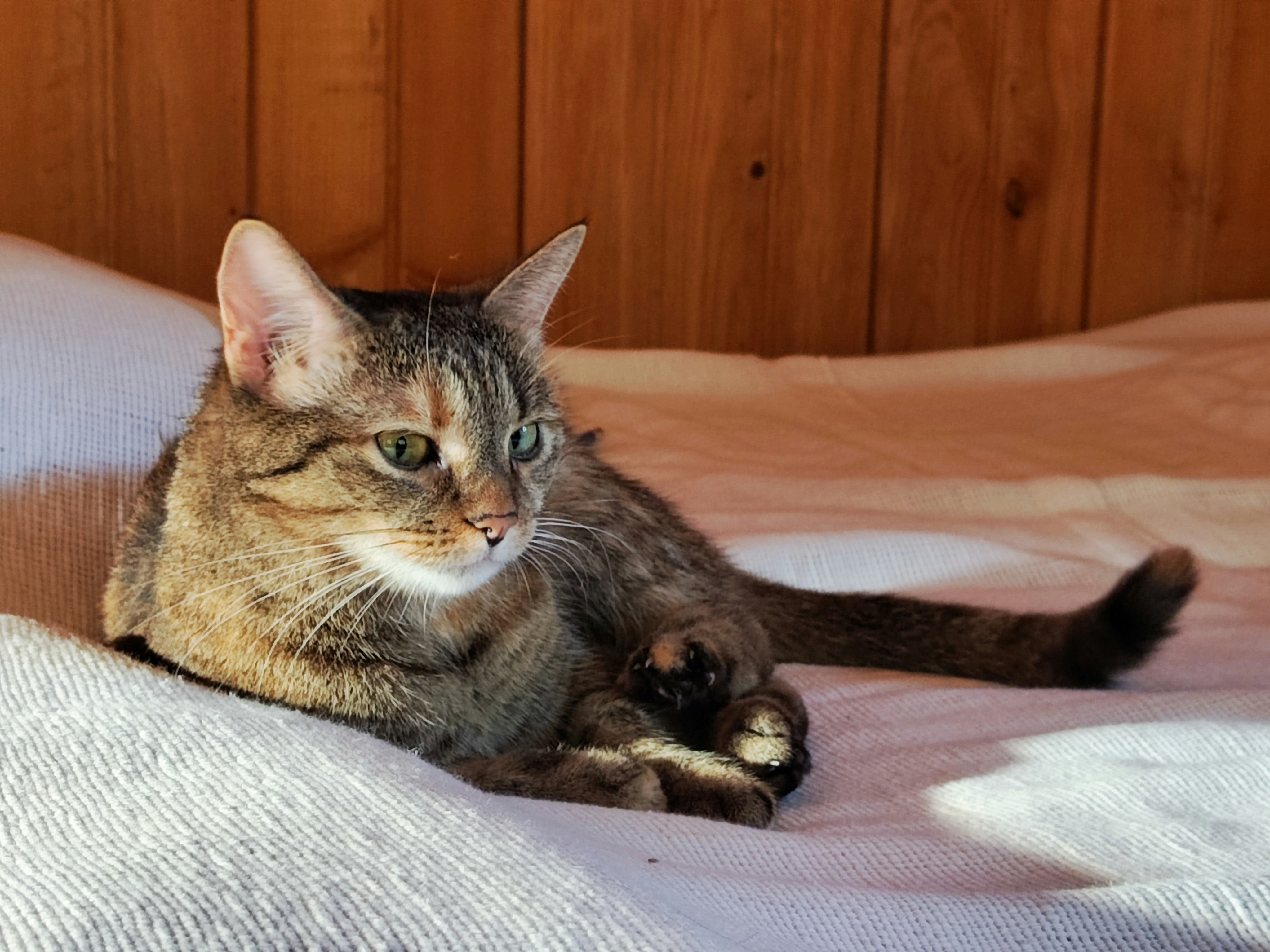 cat, cat in the afternoon