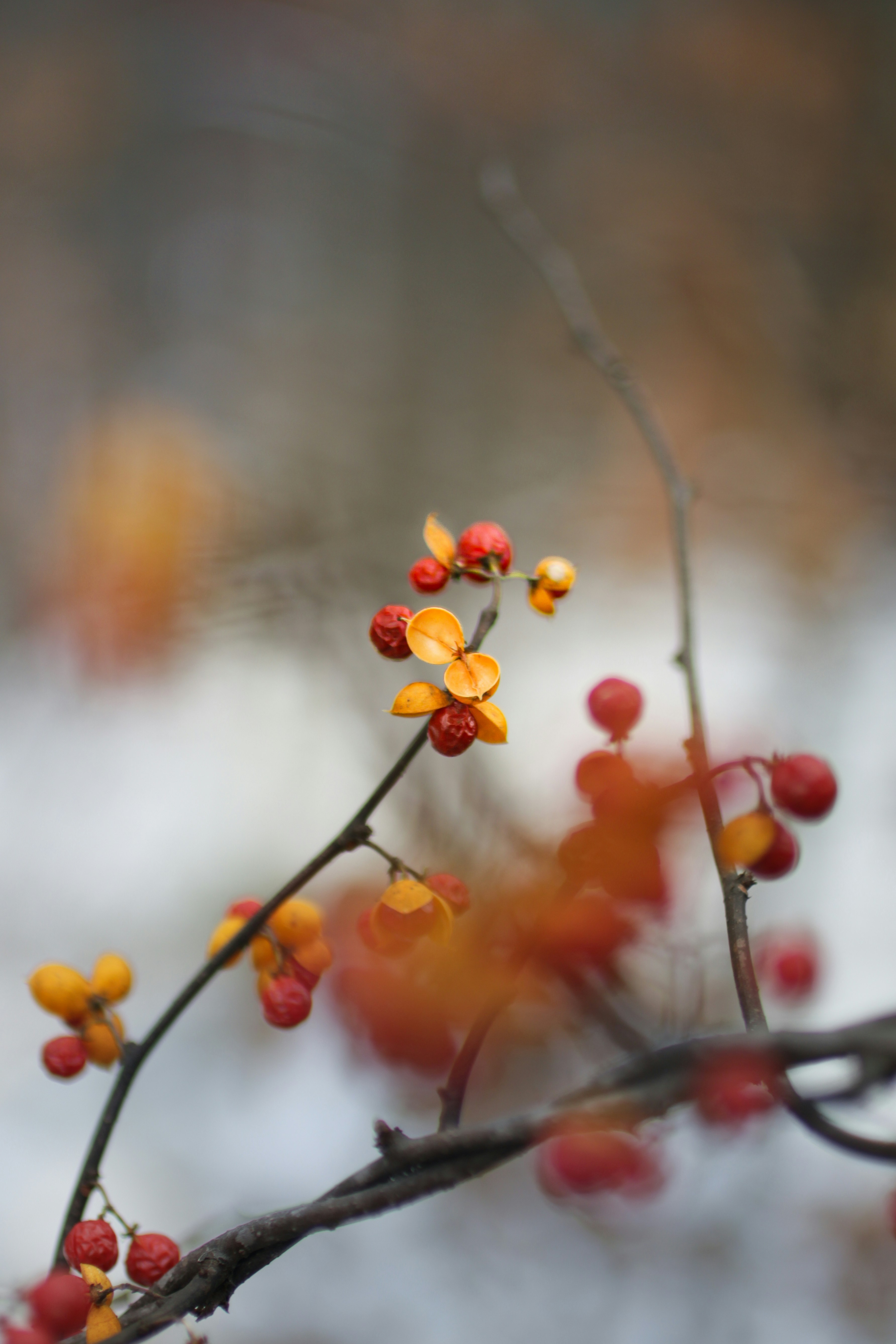 Photo by Ira Cooper with Canon EOS 2000D