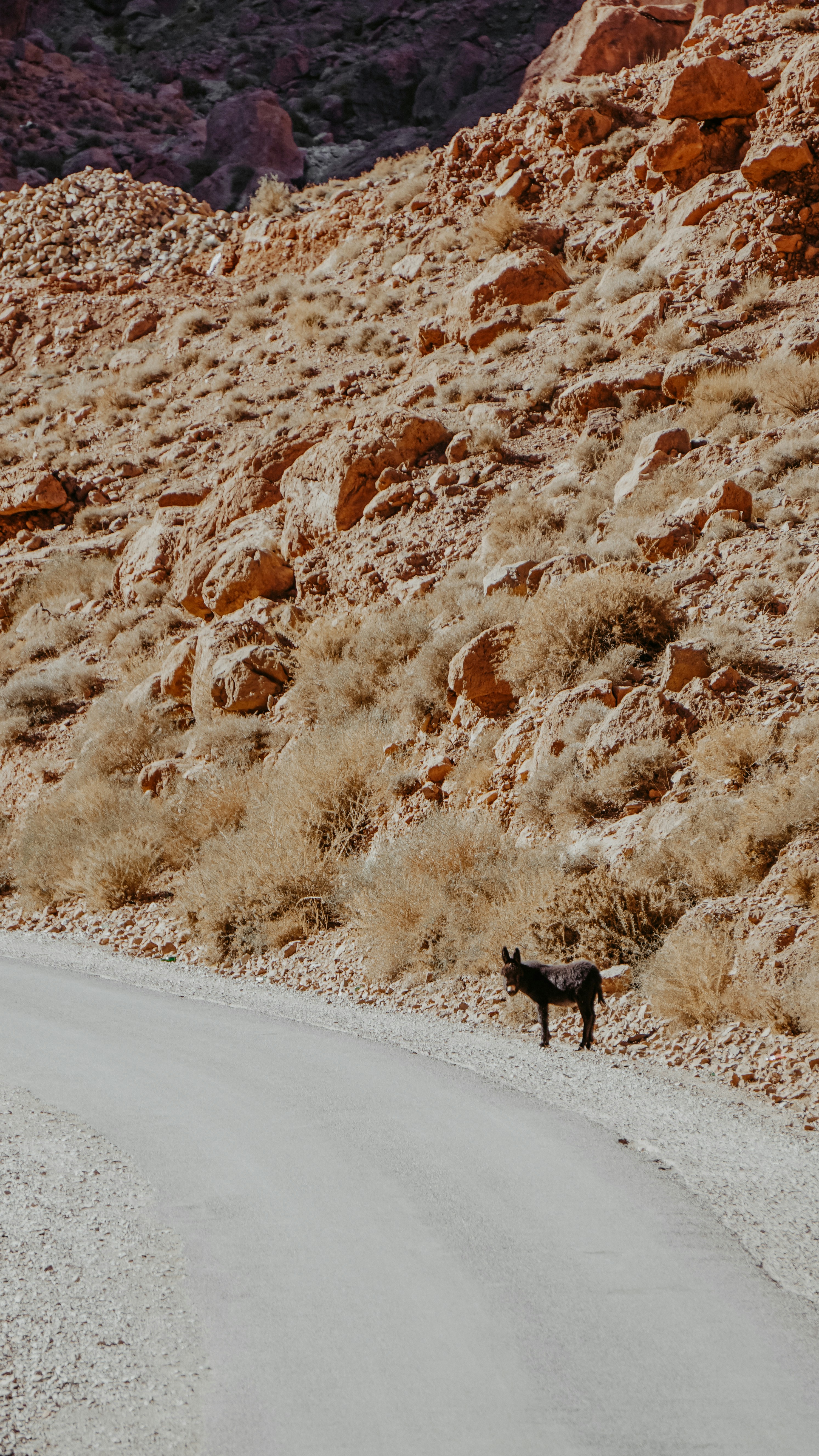 Desert Road to a Lone Black Horse