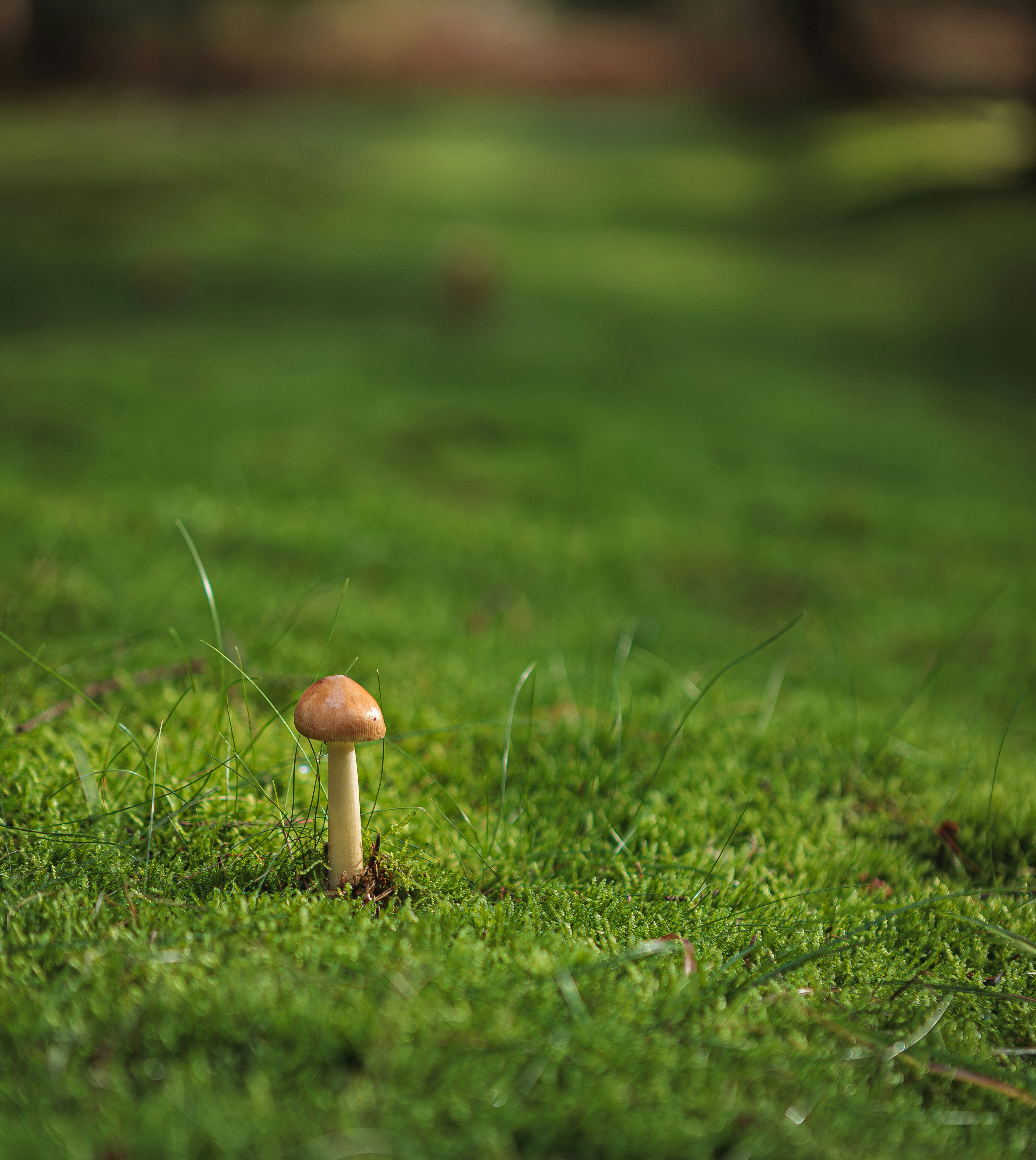 Solitary Mushroom in Green Moss