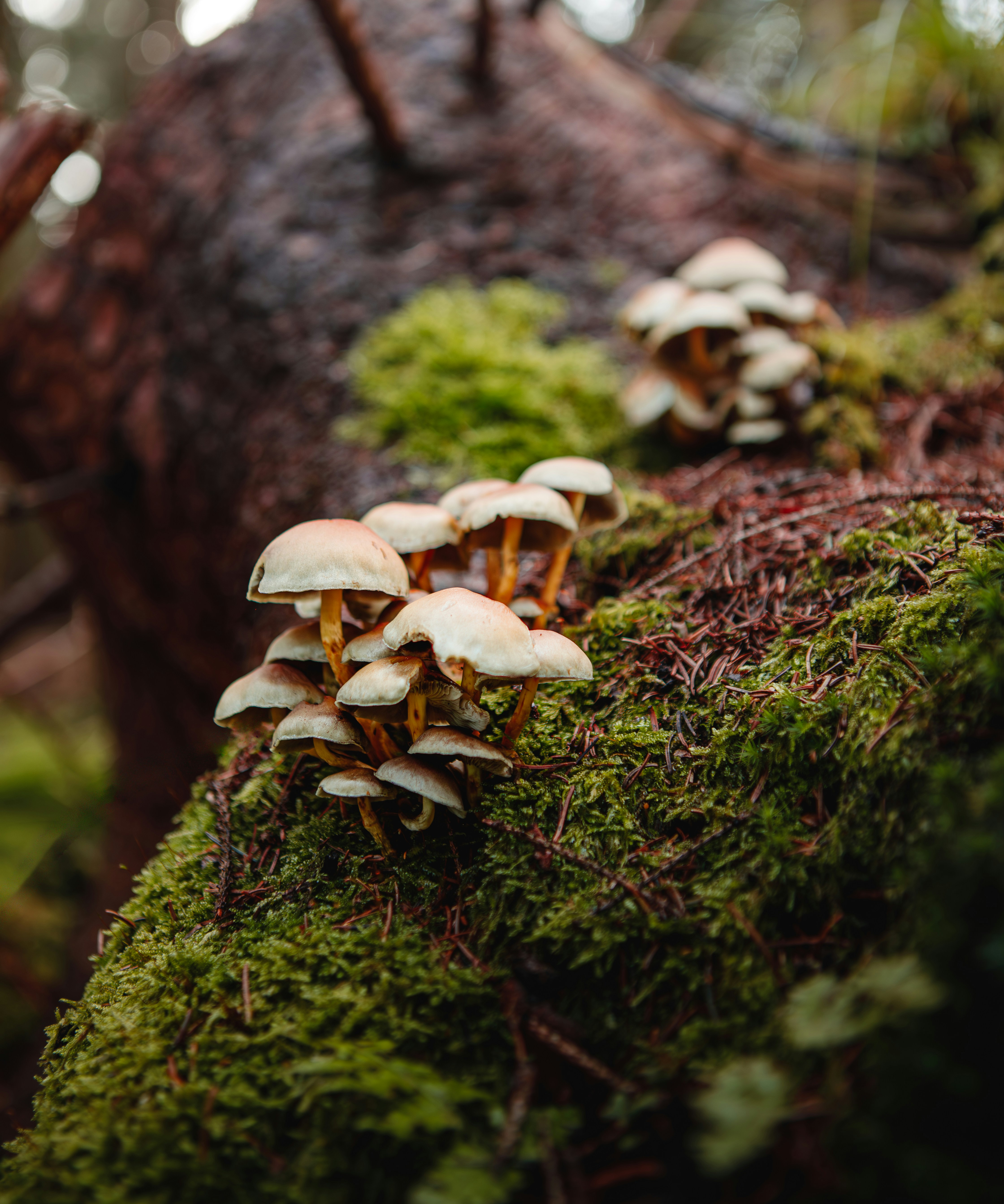Cluster of Mushrooms on Mossy Log