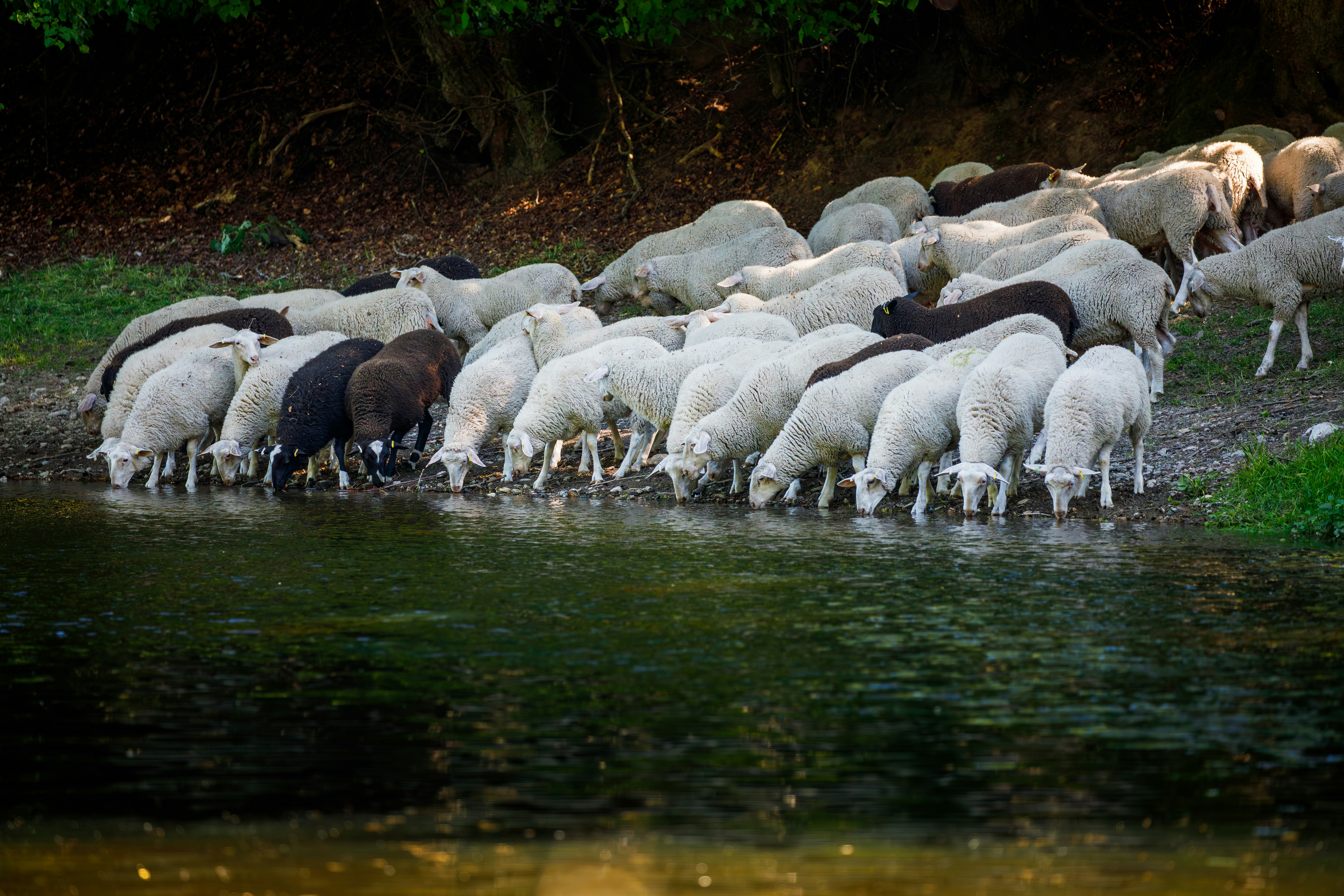 Flock of Sheep Drinking