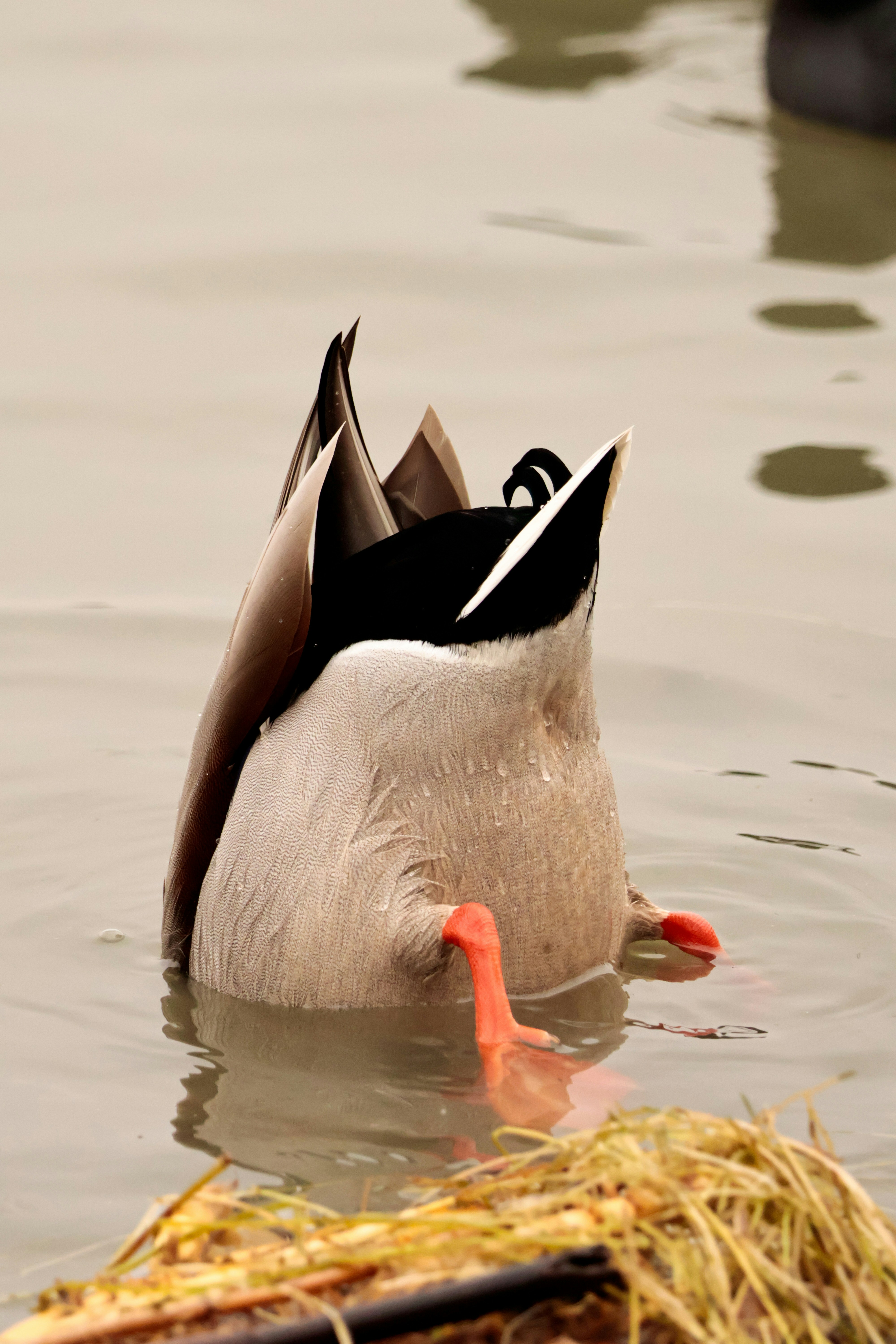 Upside-Down Adorned Feather: A Duck's Submerged Grace