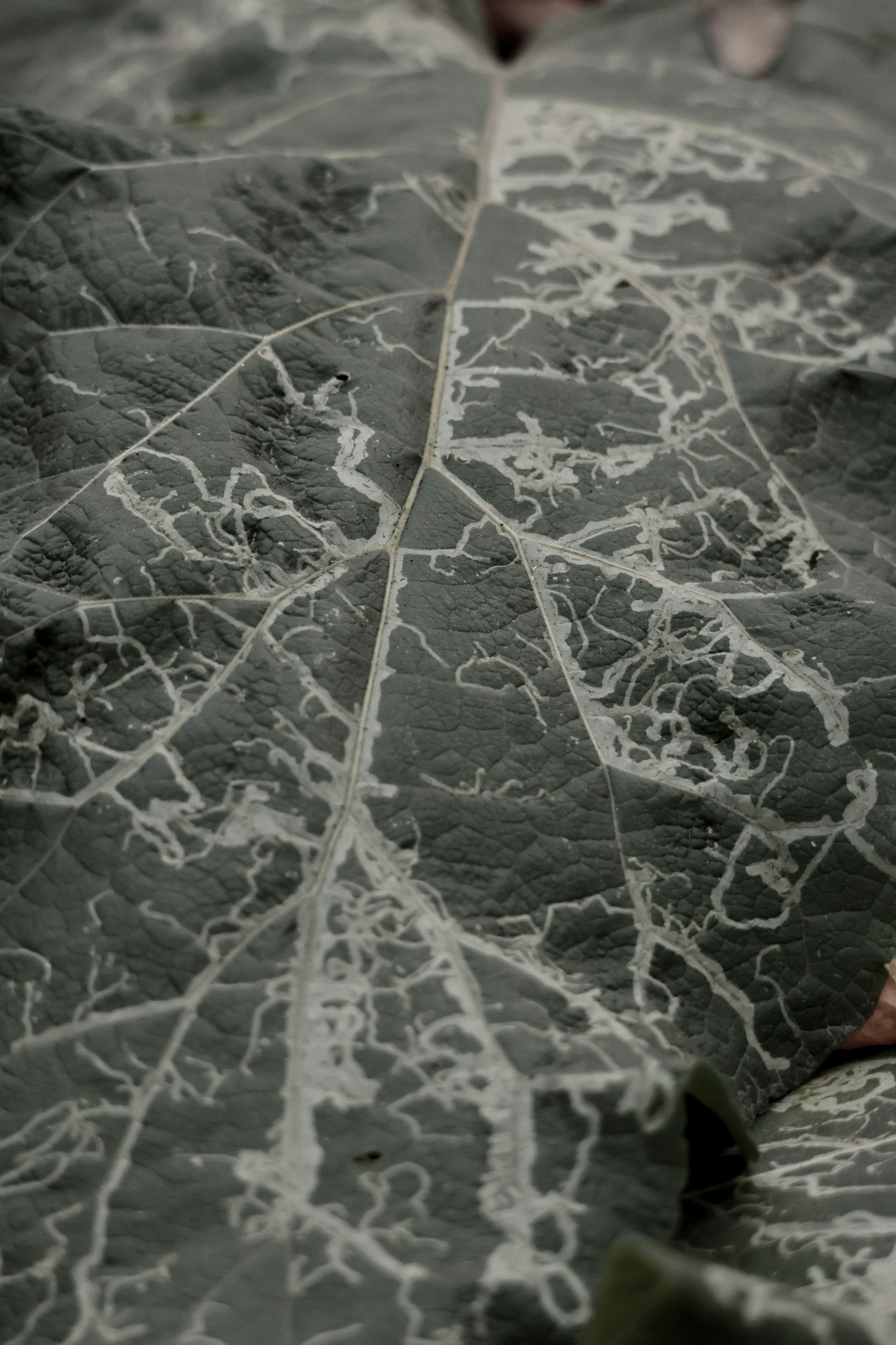 Veined Silence: a Macro Dive into Leaf Lace