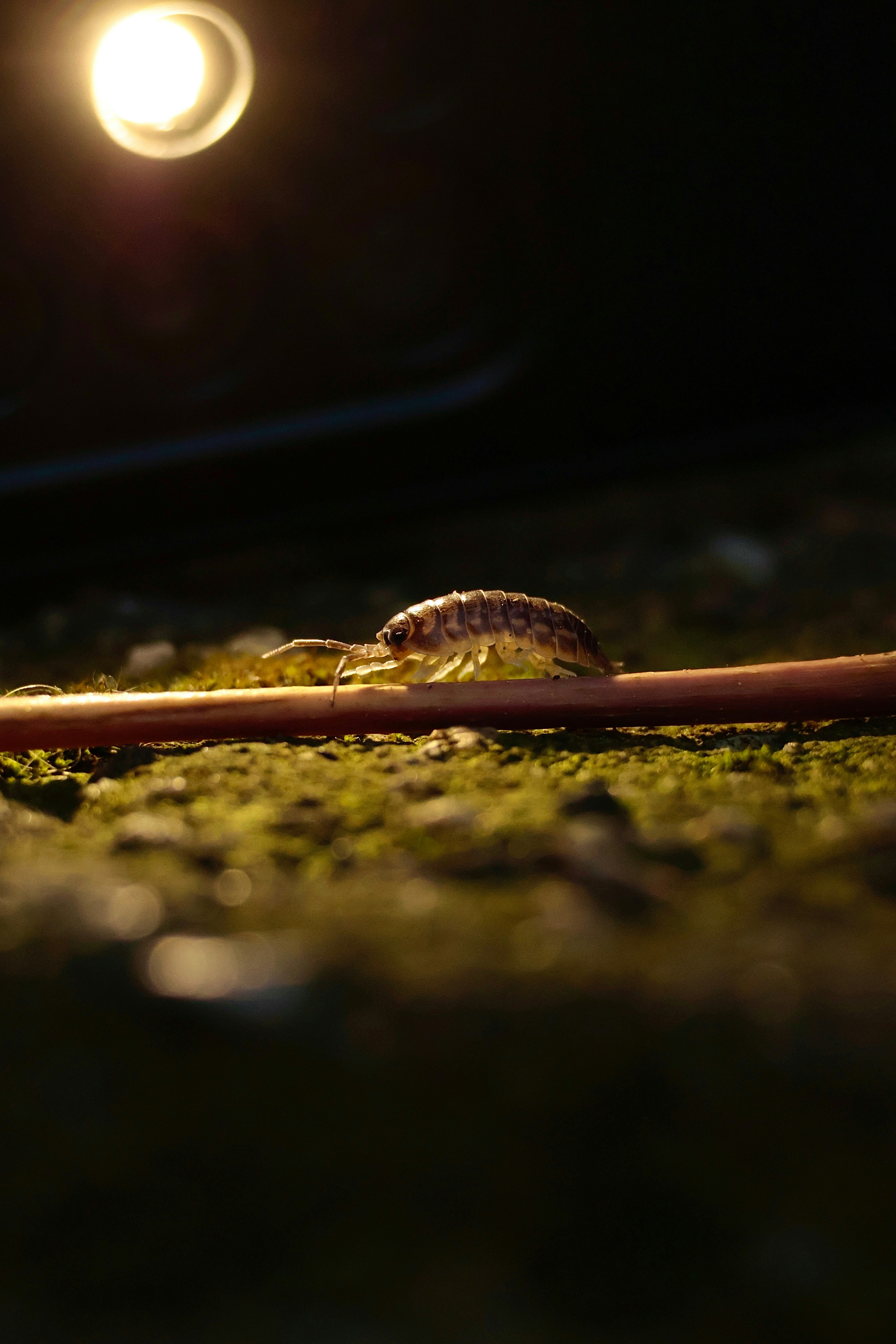 Tiny Shore creature under a distant glow: a nocturnal moment on a blade of life