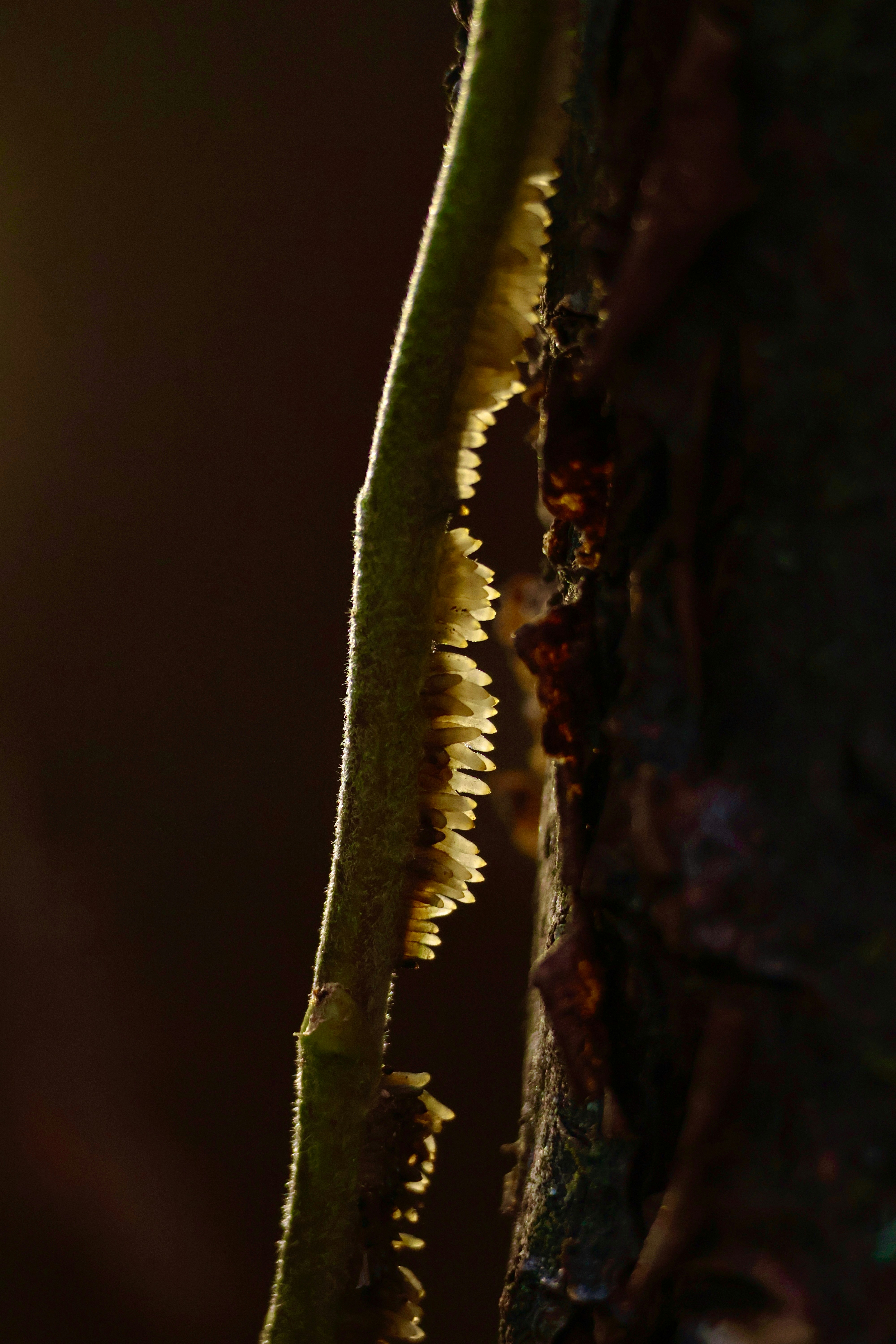 Quiet Bloom on a Tree Stem: A Close-Up of Teeth-like Fern Fronds Clinging to Bark