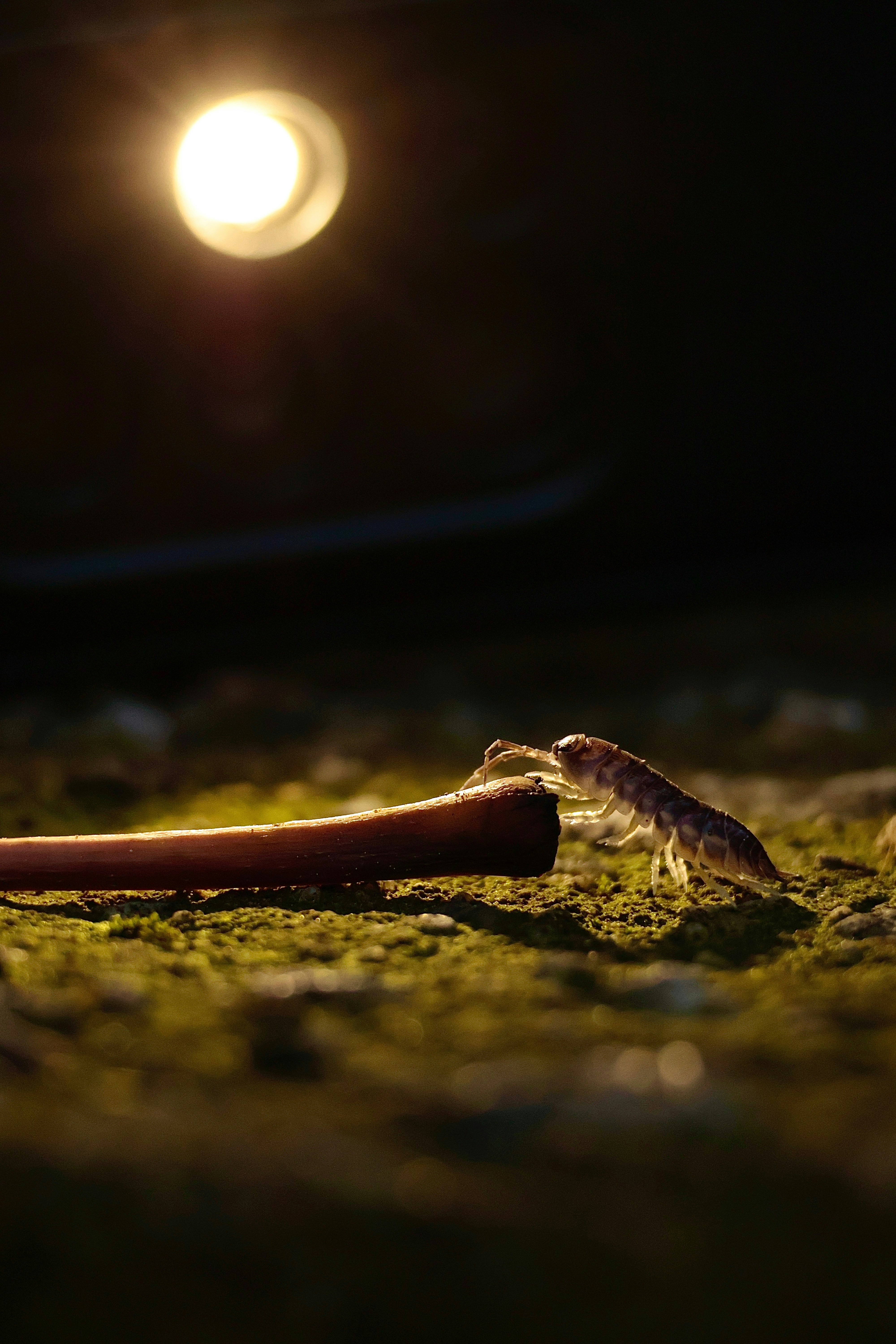 Tiny Crustacean on a Log Under a Warm Crescent Light