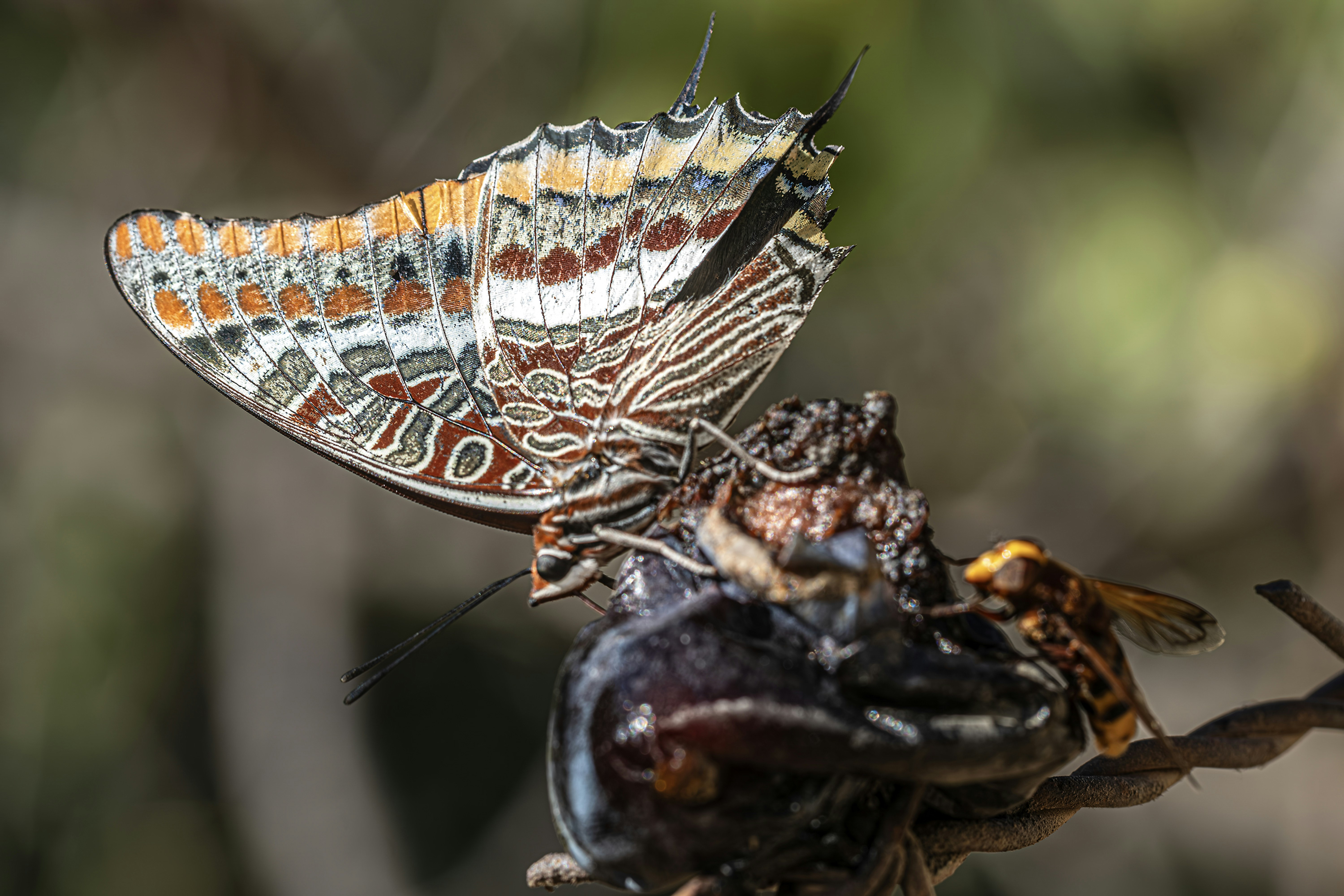 çift kuyruklu paşa kelebeği