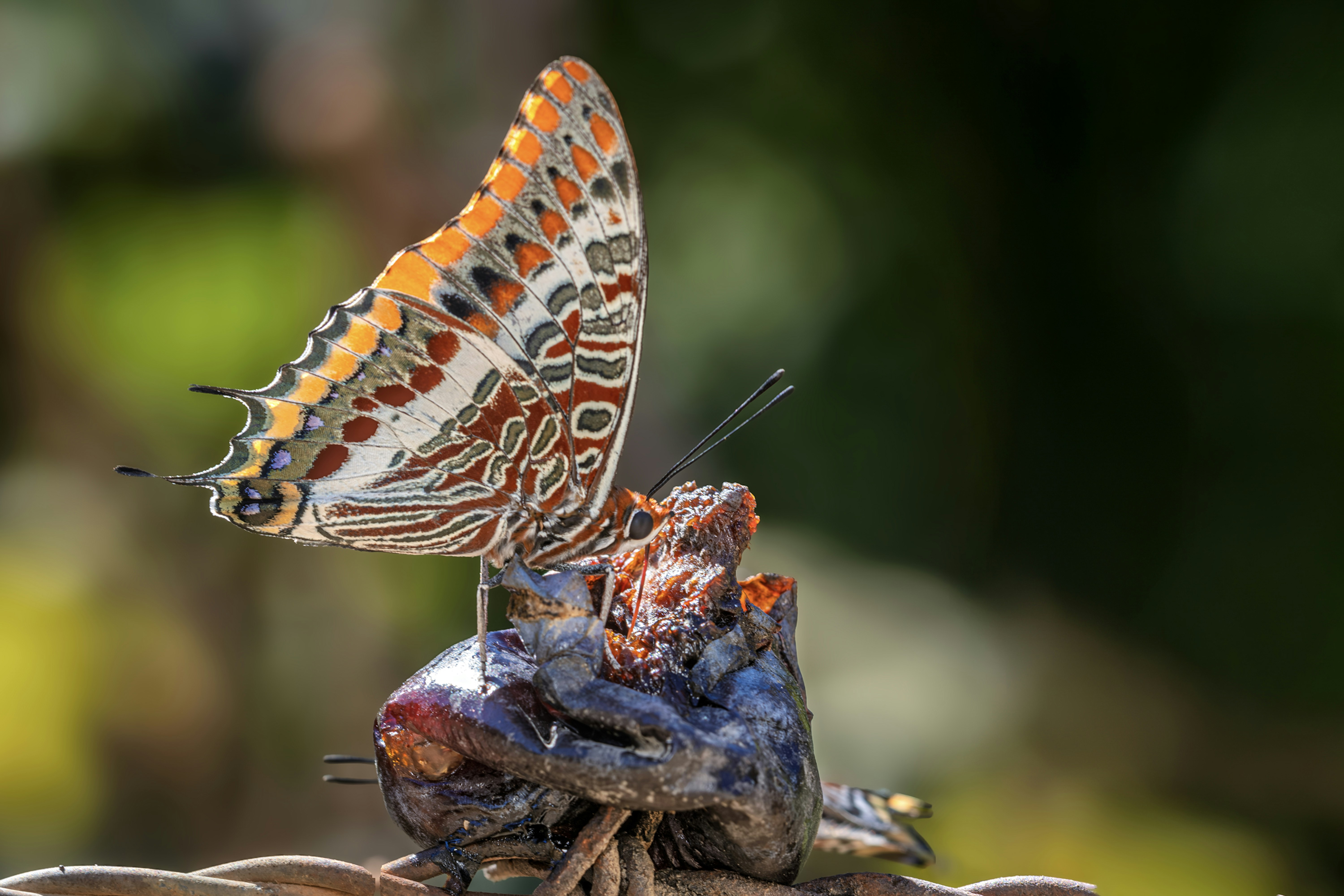 Azure-edge Wings on a Sunlit Rest