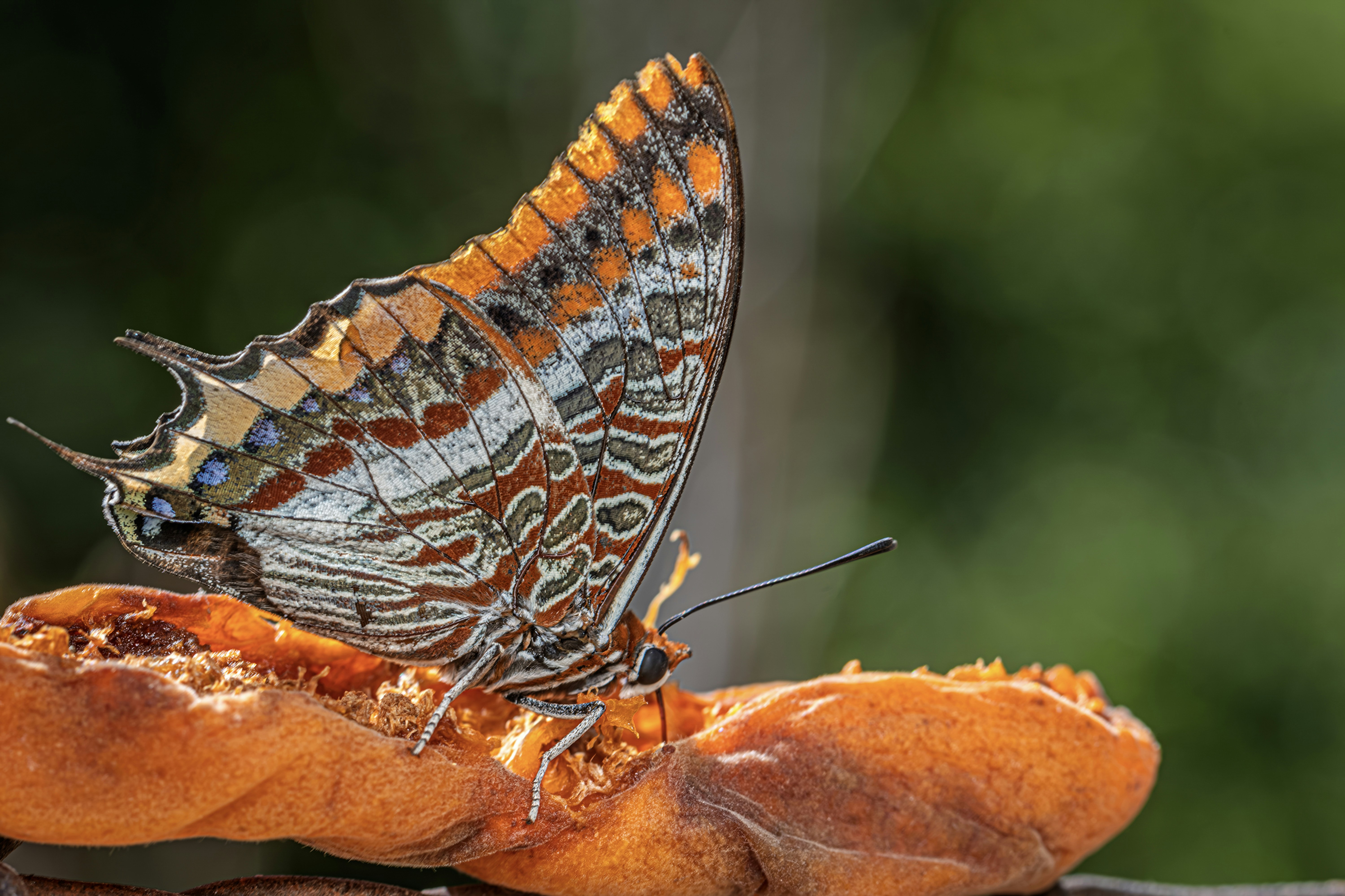 balçova terapı ormanında bir çiftkuyruklu paşa kelebeği