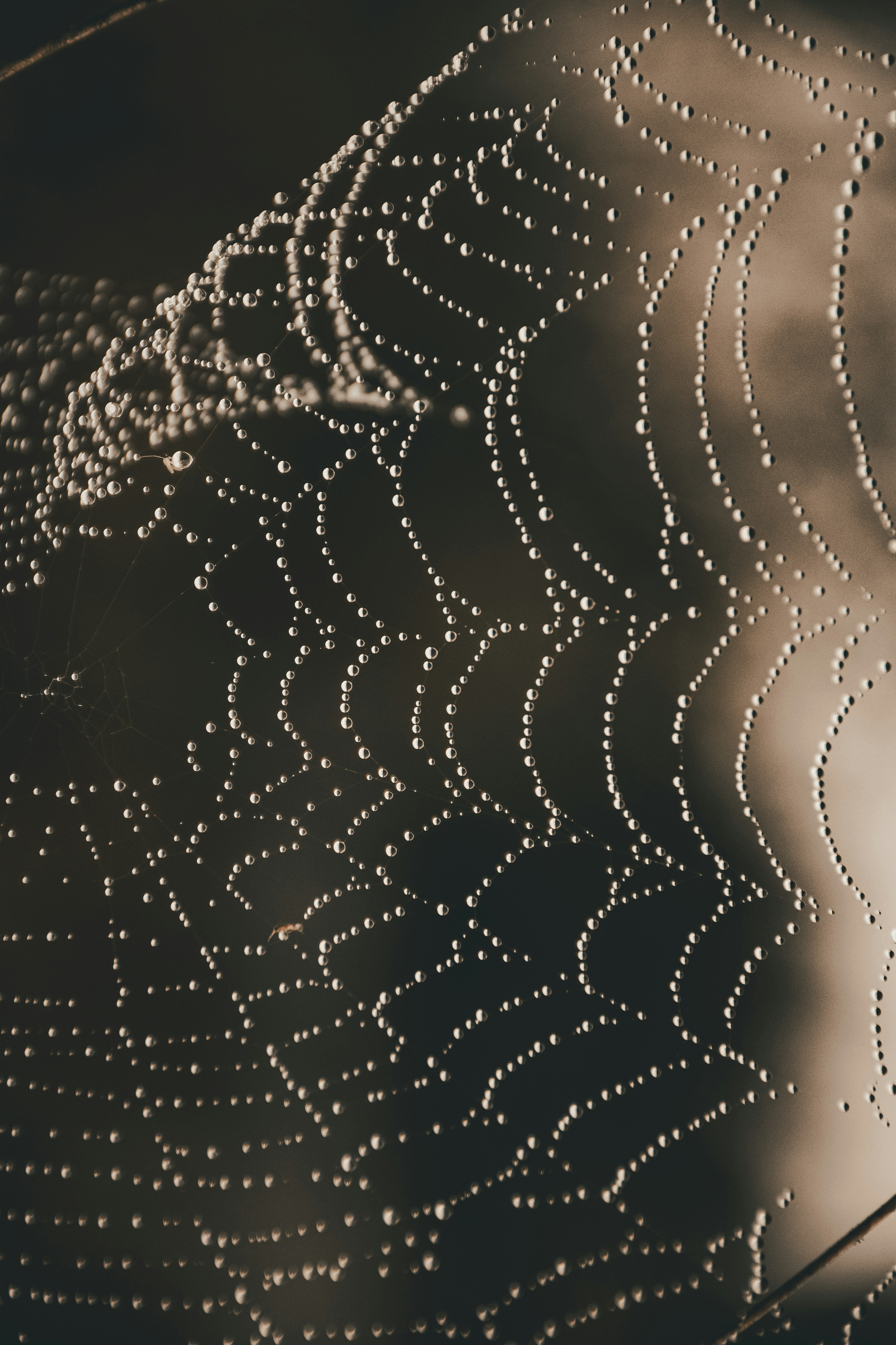 Dewdrops on a Spider Silk Web: A Geometry of Light in Shadow