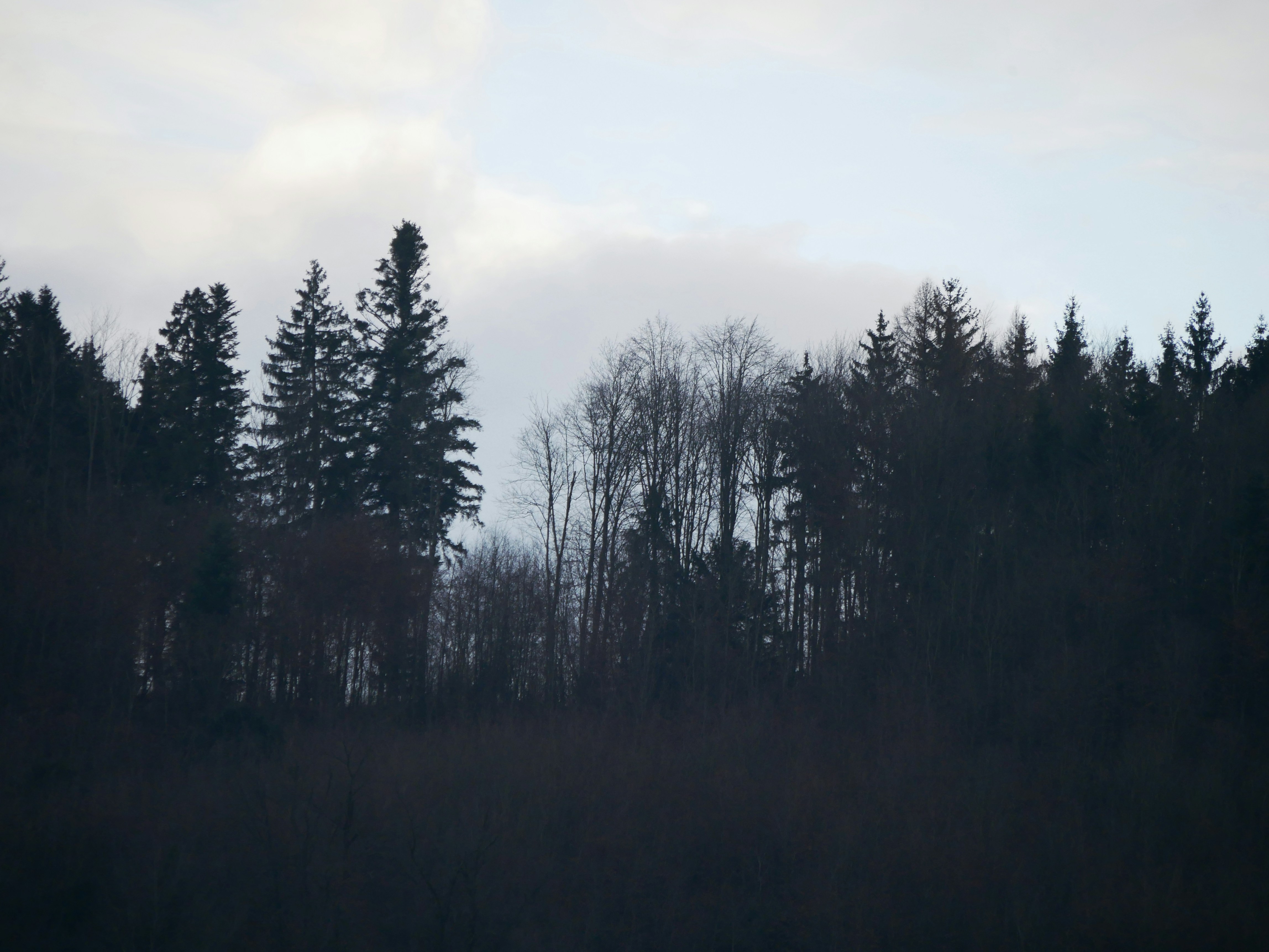 Sample photo from Panasonic Lumix G81