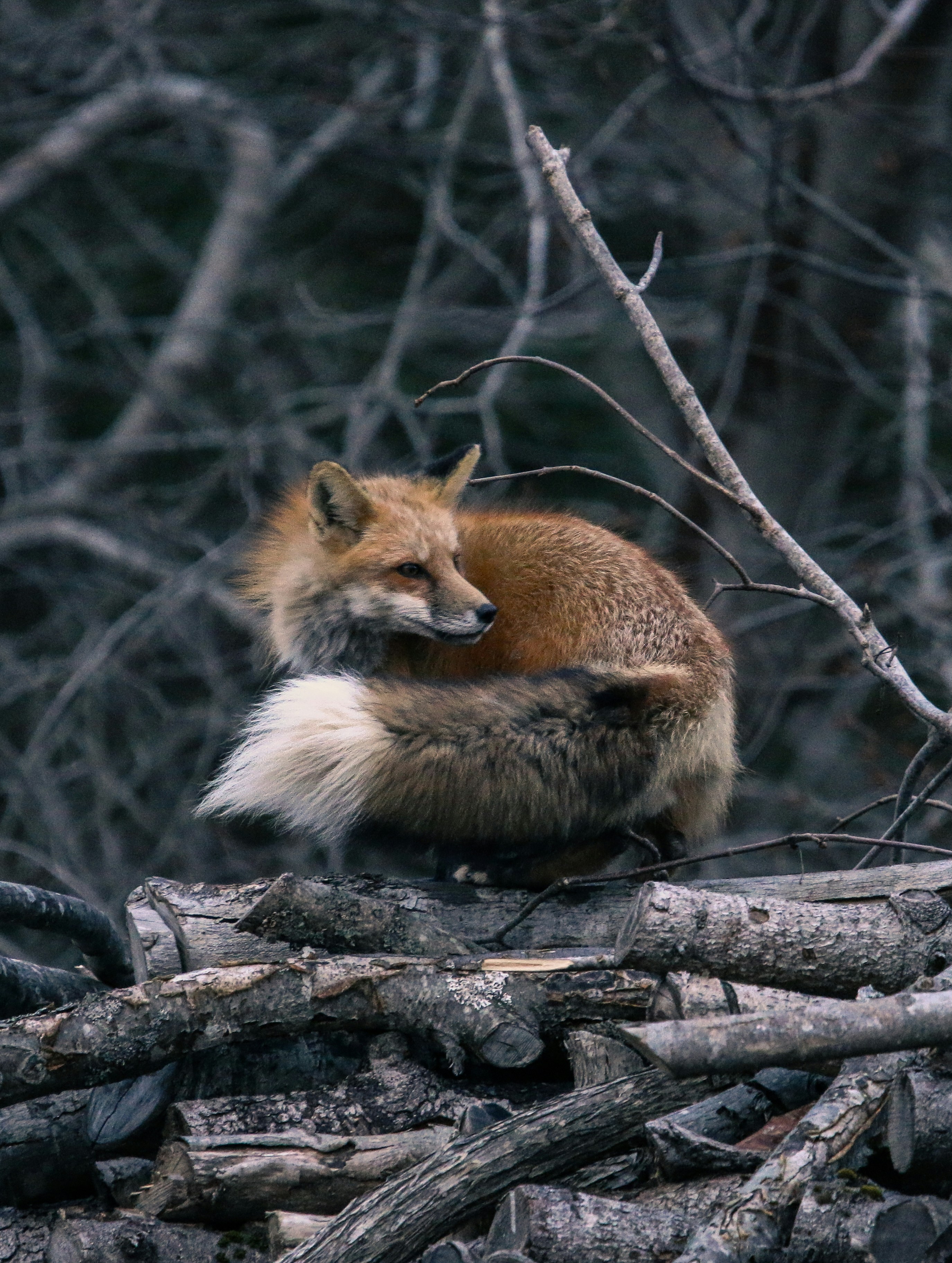 Hushed Sentinel of Winter Logs