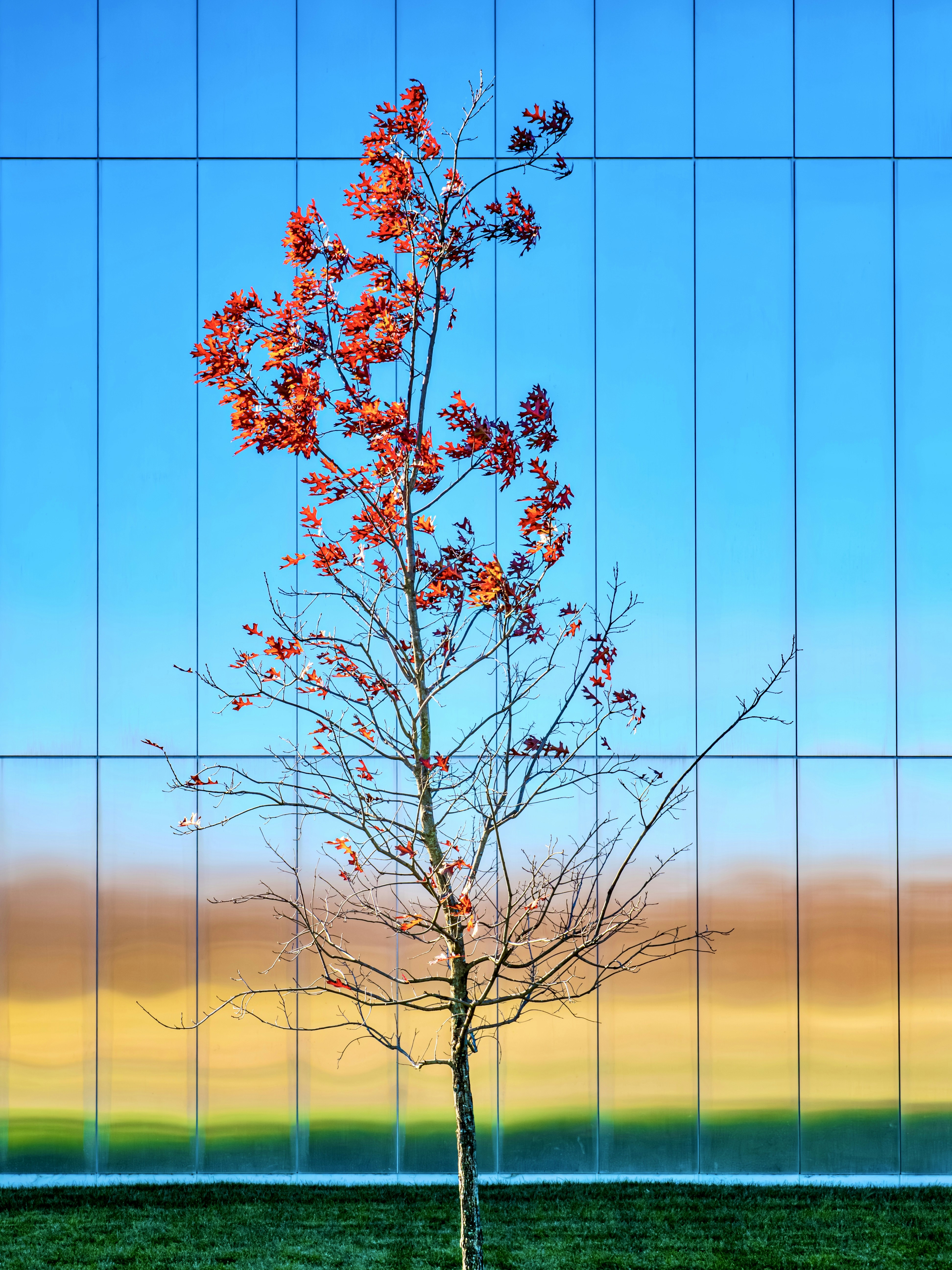Solitary Tree Framed by a Neon Grid