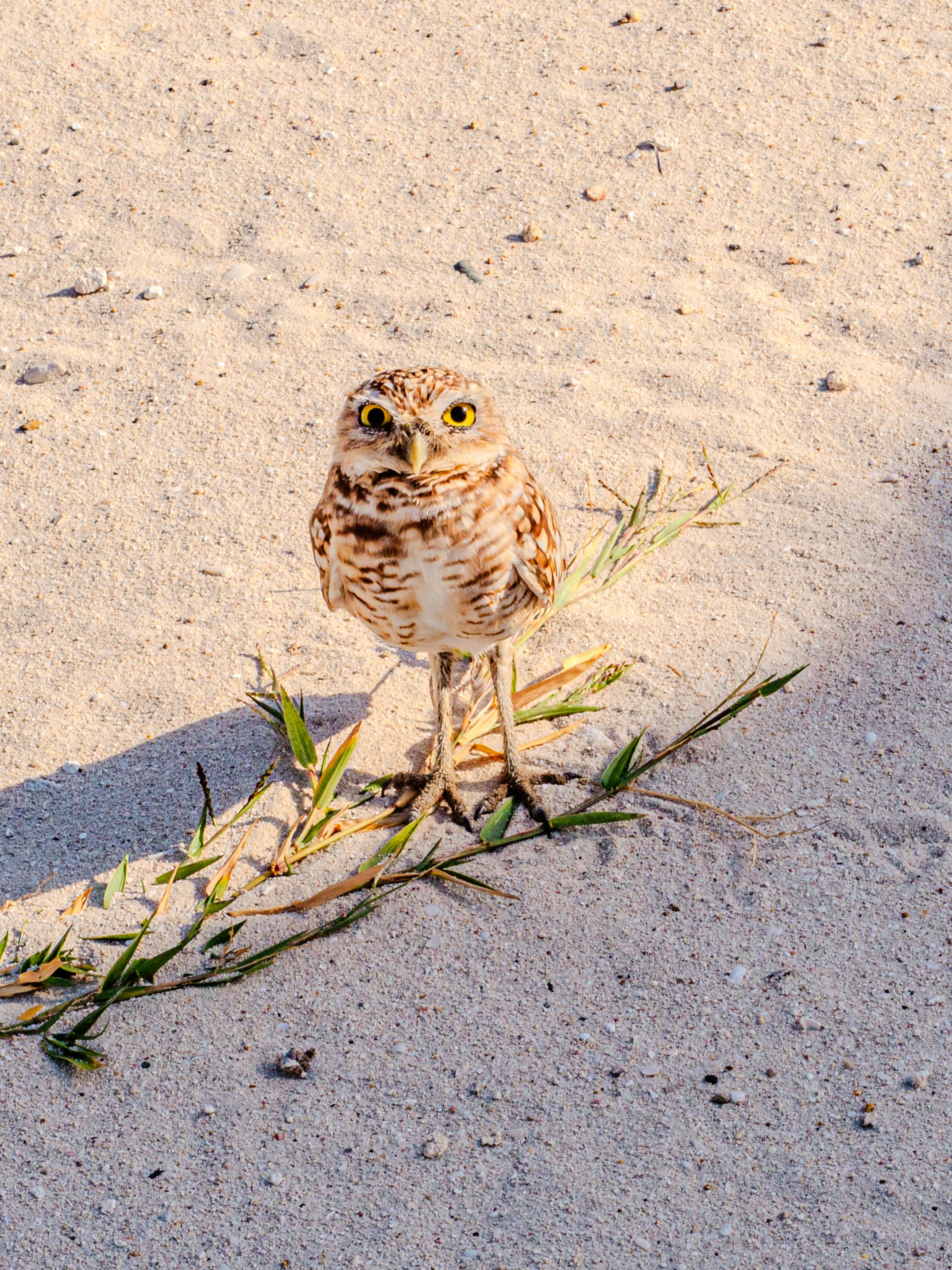 Desert Owl Stare: A Sand-ground Encounter