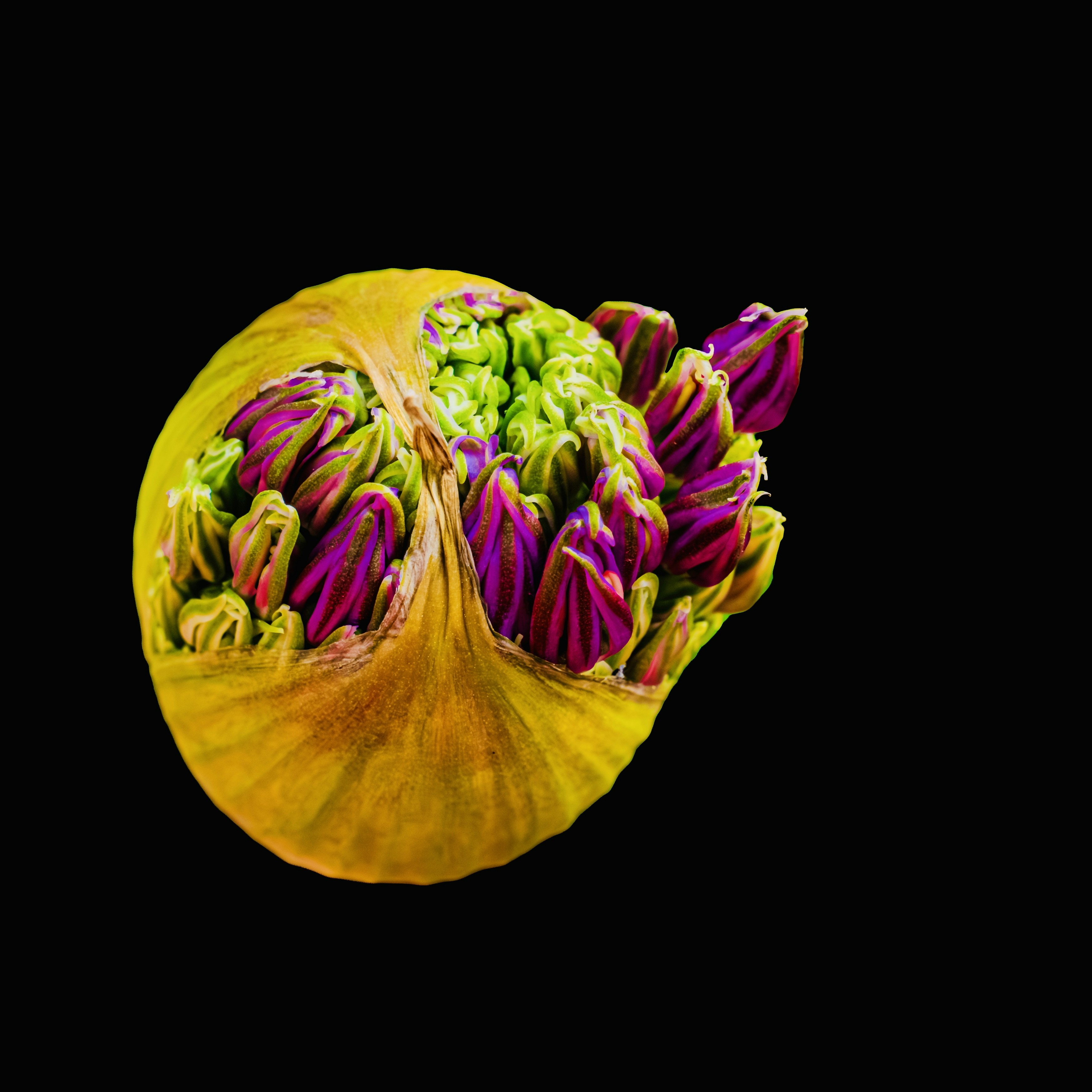 Emergent Bloom: Closed Bud with Purple-Green Petals Against Black