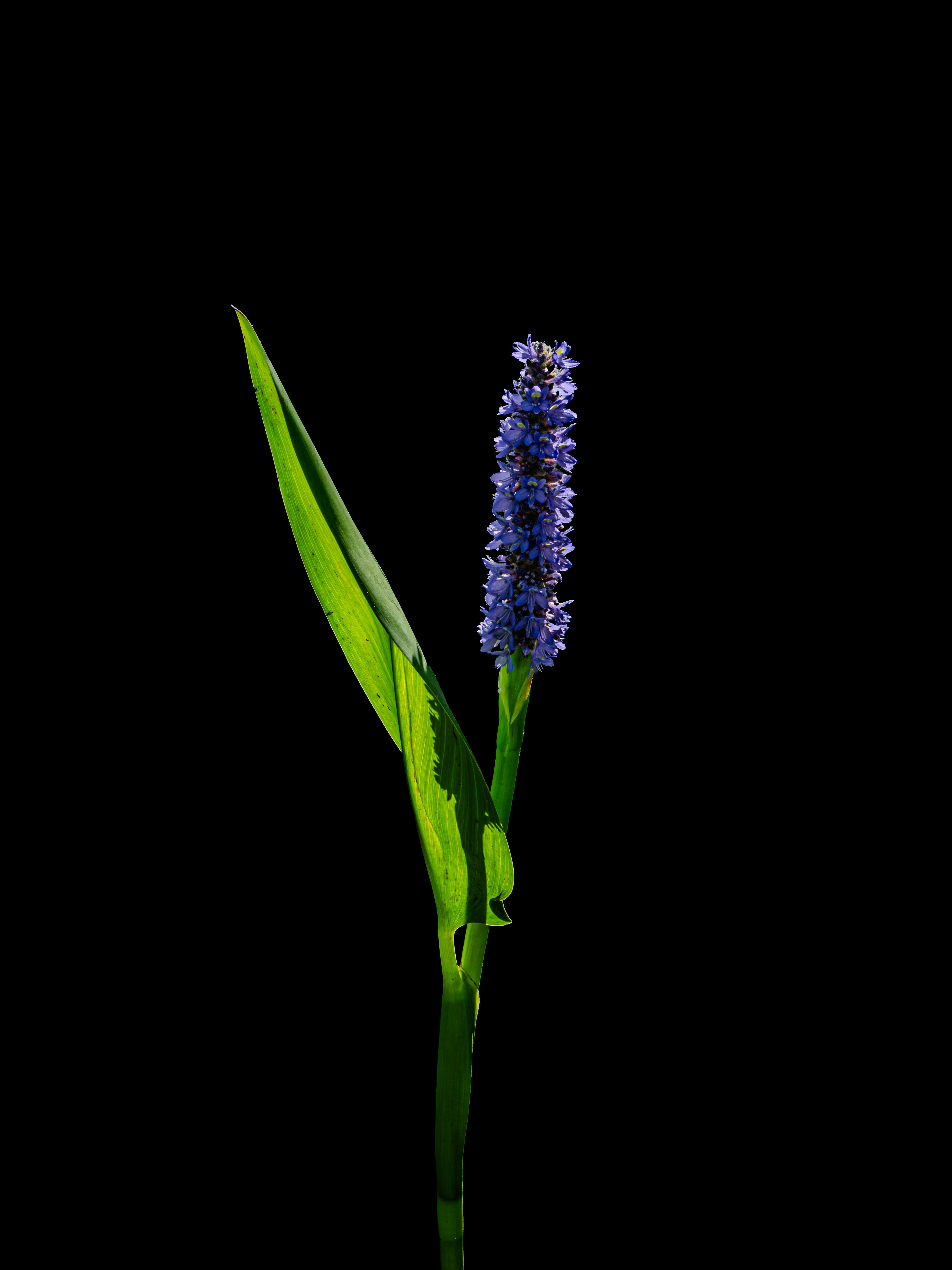 Single Indigo Spike: A Lily of Color Against Velvet Black
