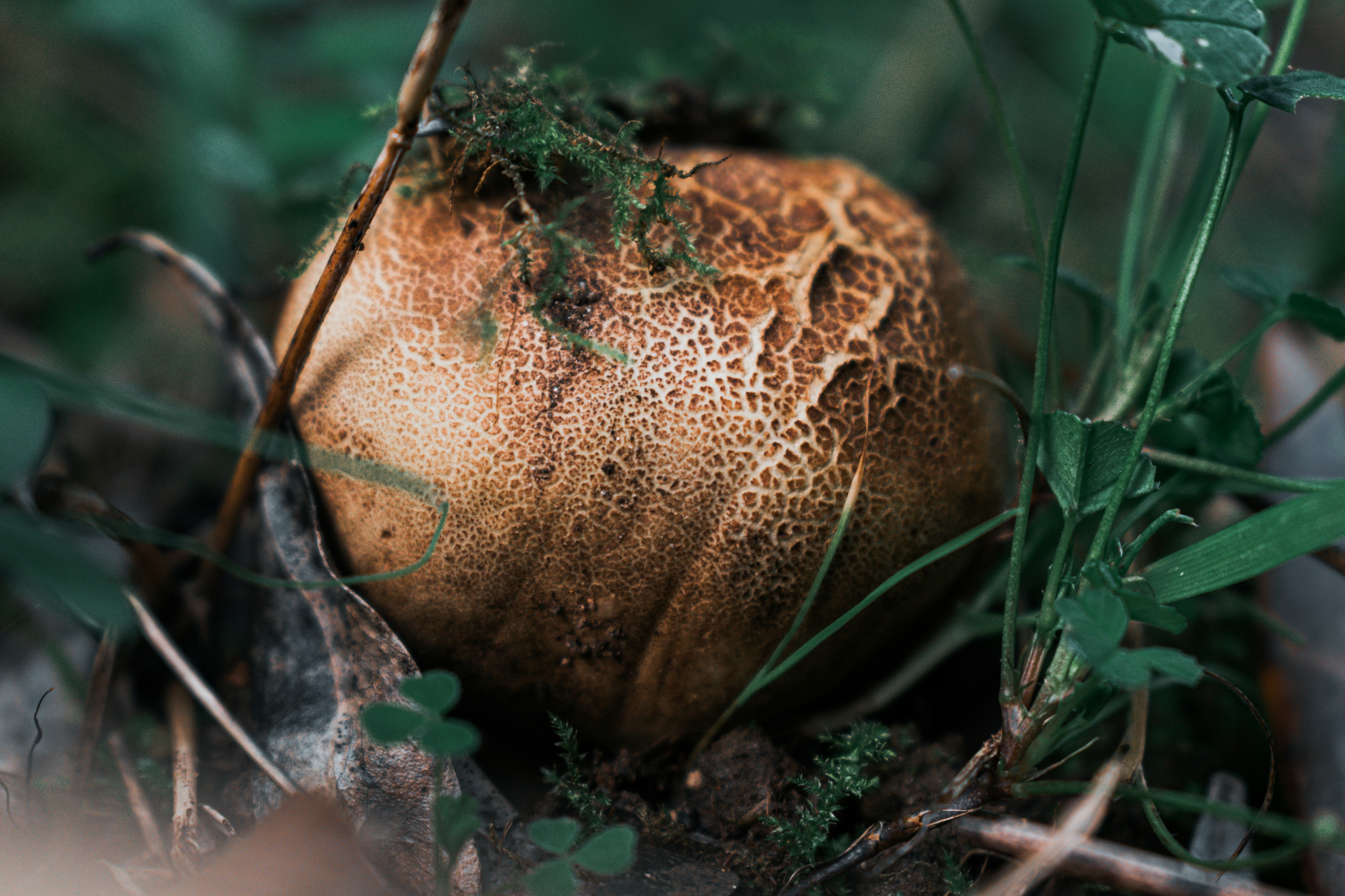 Cracked Mushroom Crown among Green Veil