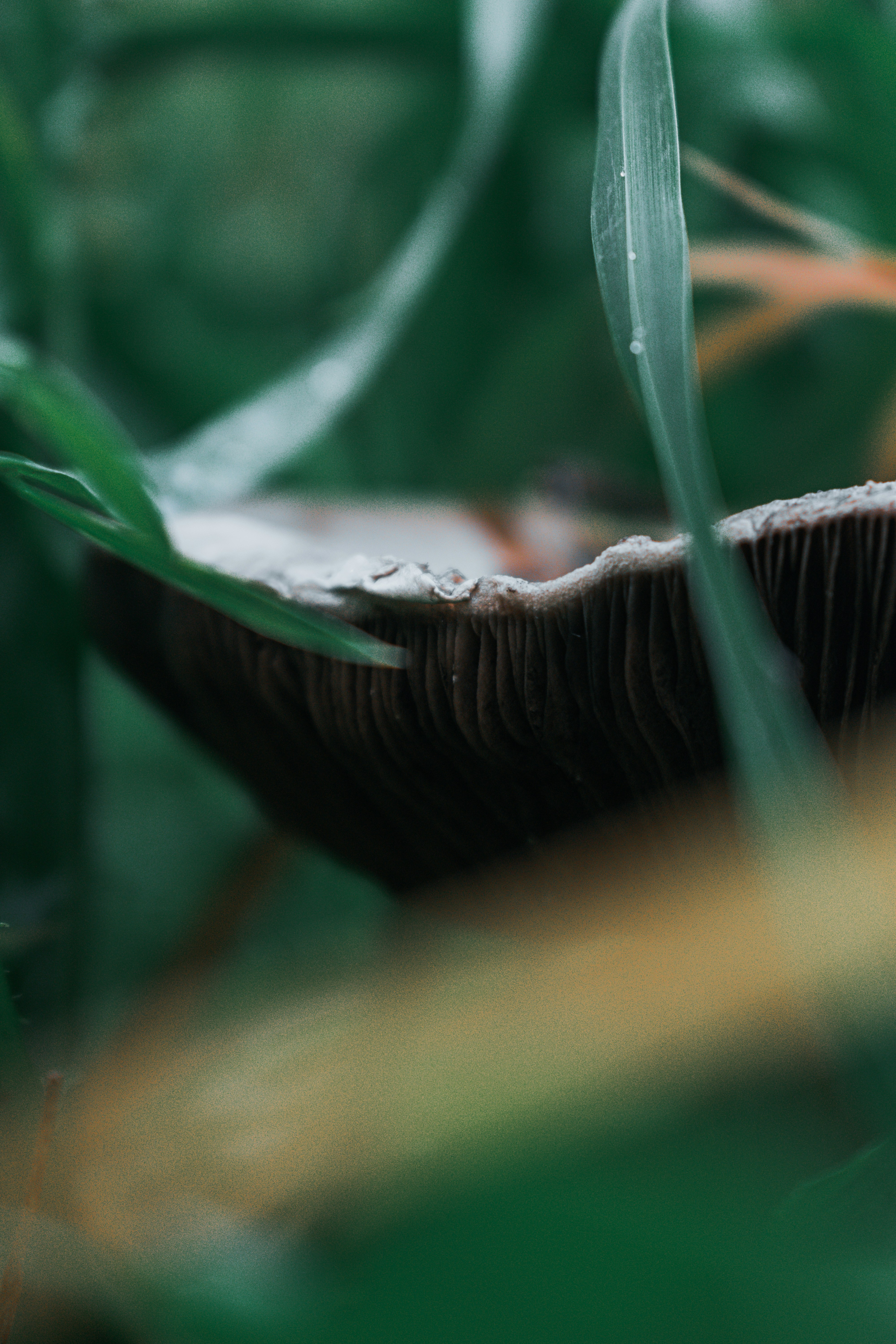 Mushroom Edge: A Quiet Return to the Forest Floor