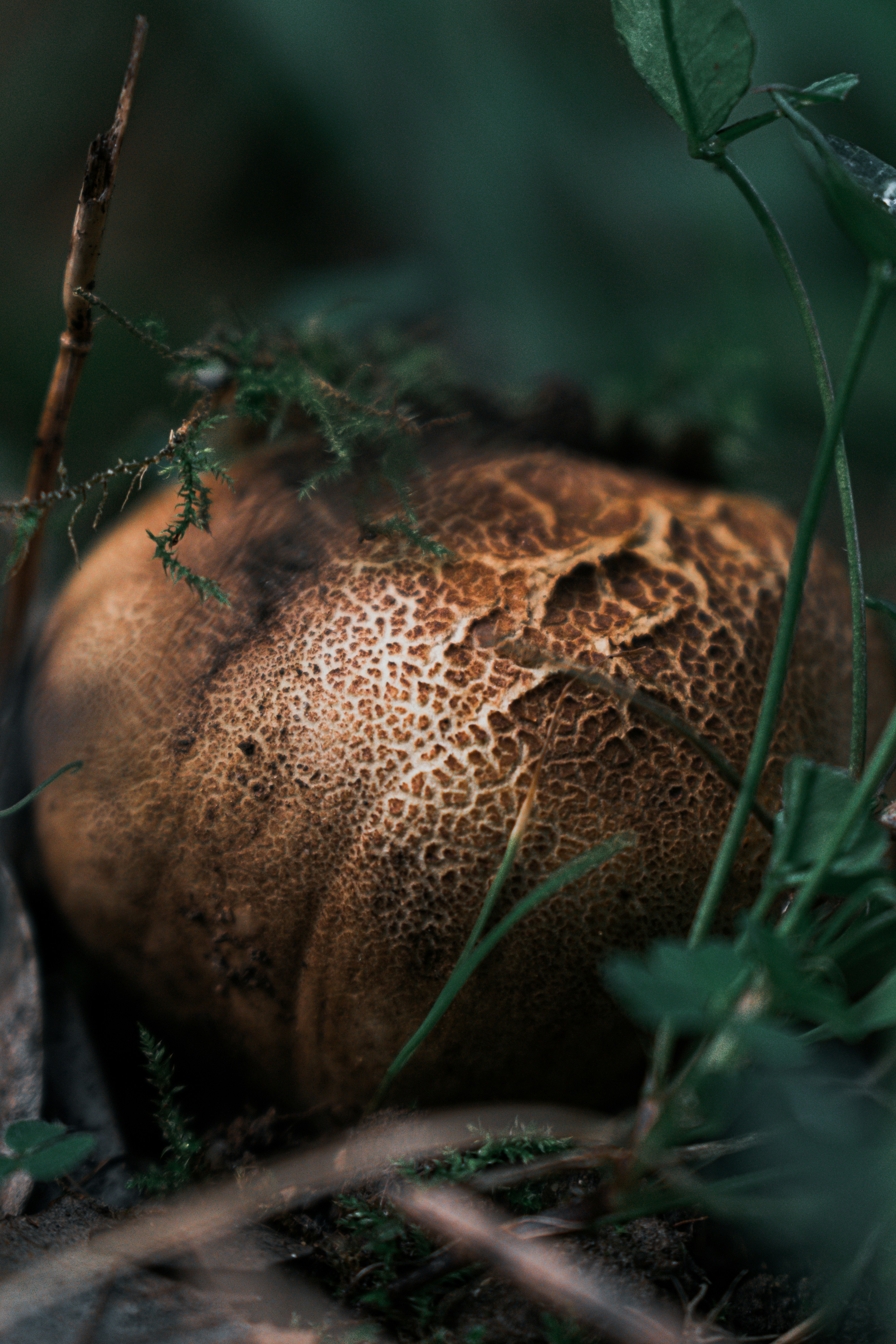 Earthbound Orbit: A Cracked Mushroom Amid a Shadowed Underbrush