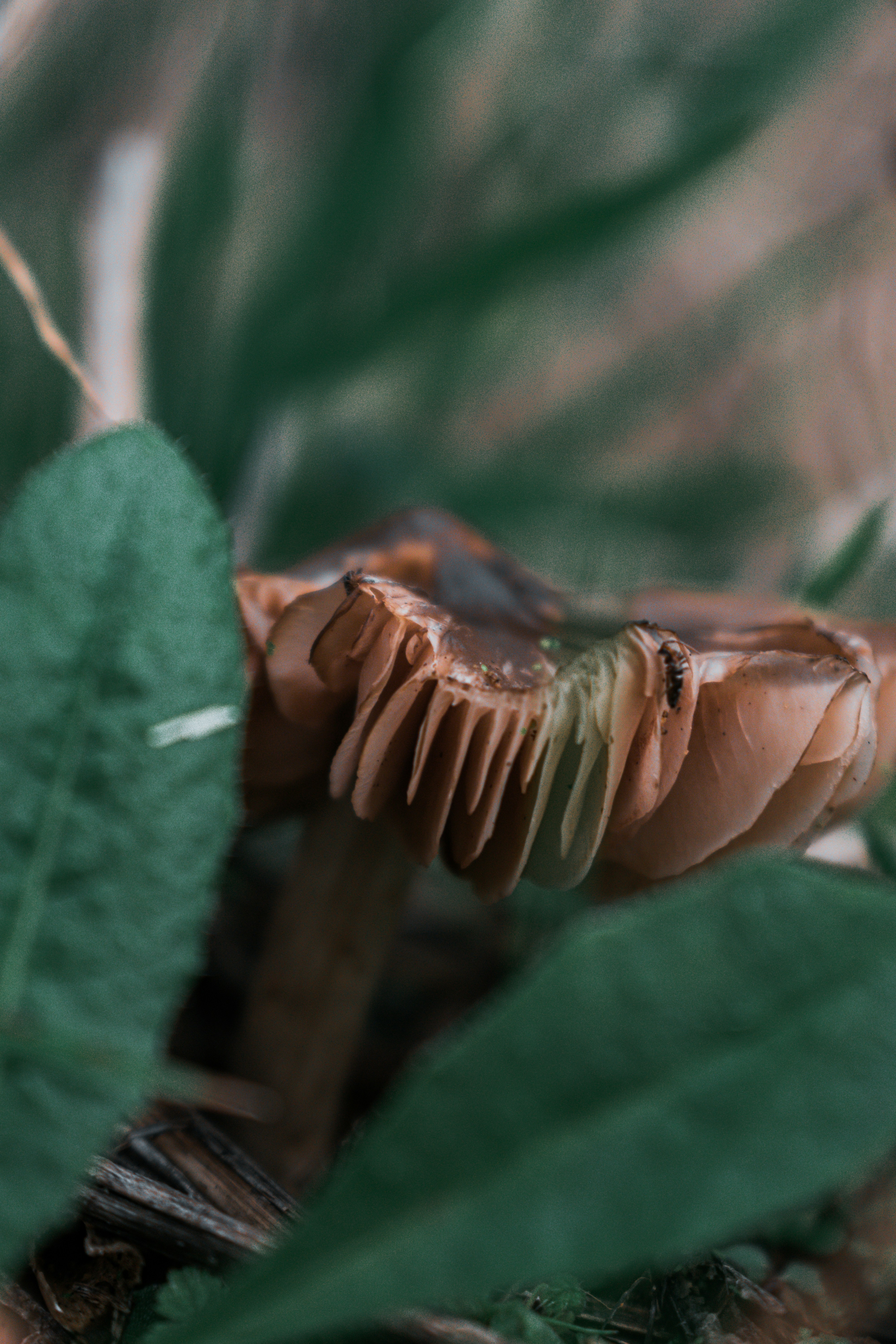 Mushroom Underside: Gills and Moss in Low Light